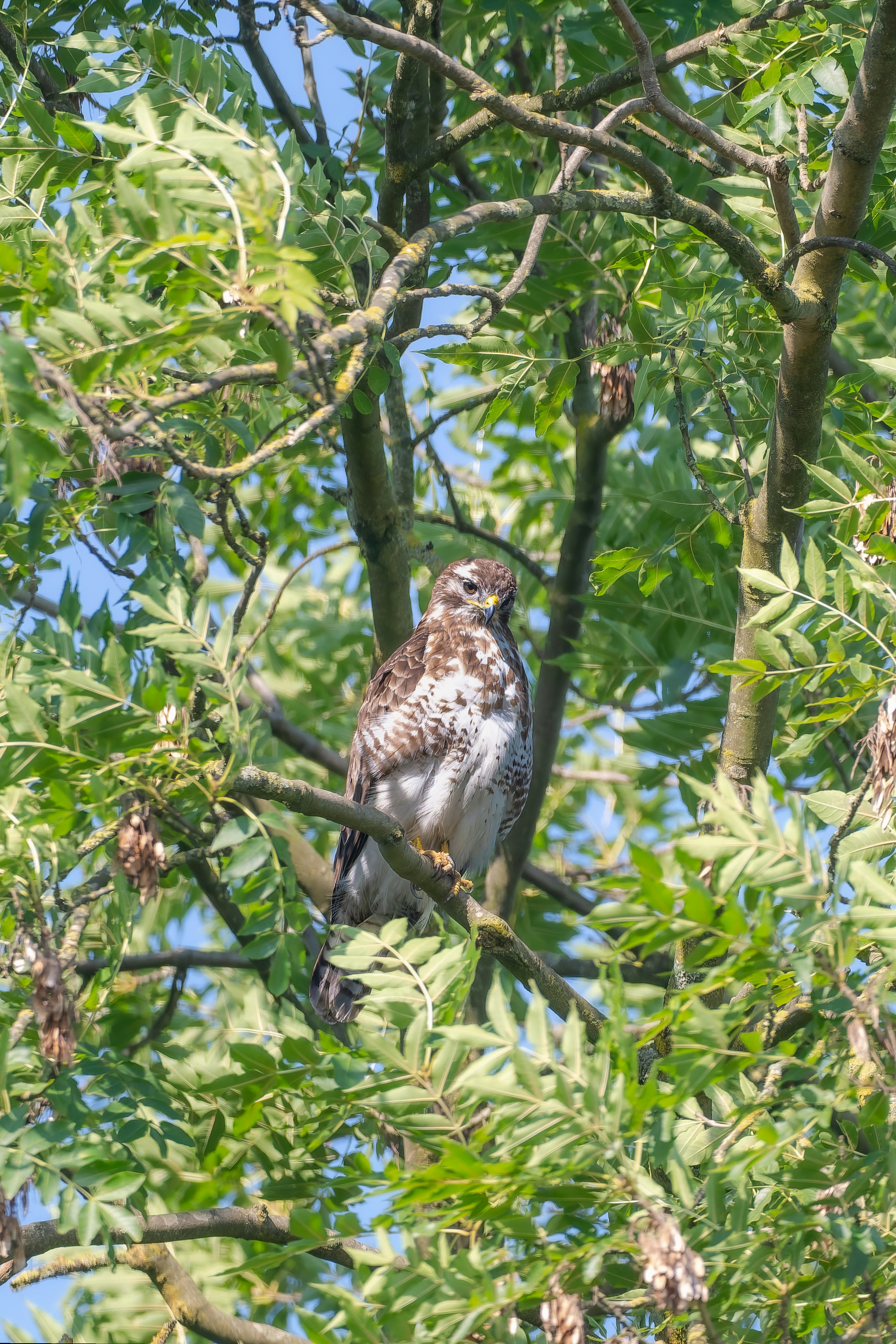 Raptor in the Green Mosaic: A Hawkeye Portrait in Dappled Light