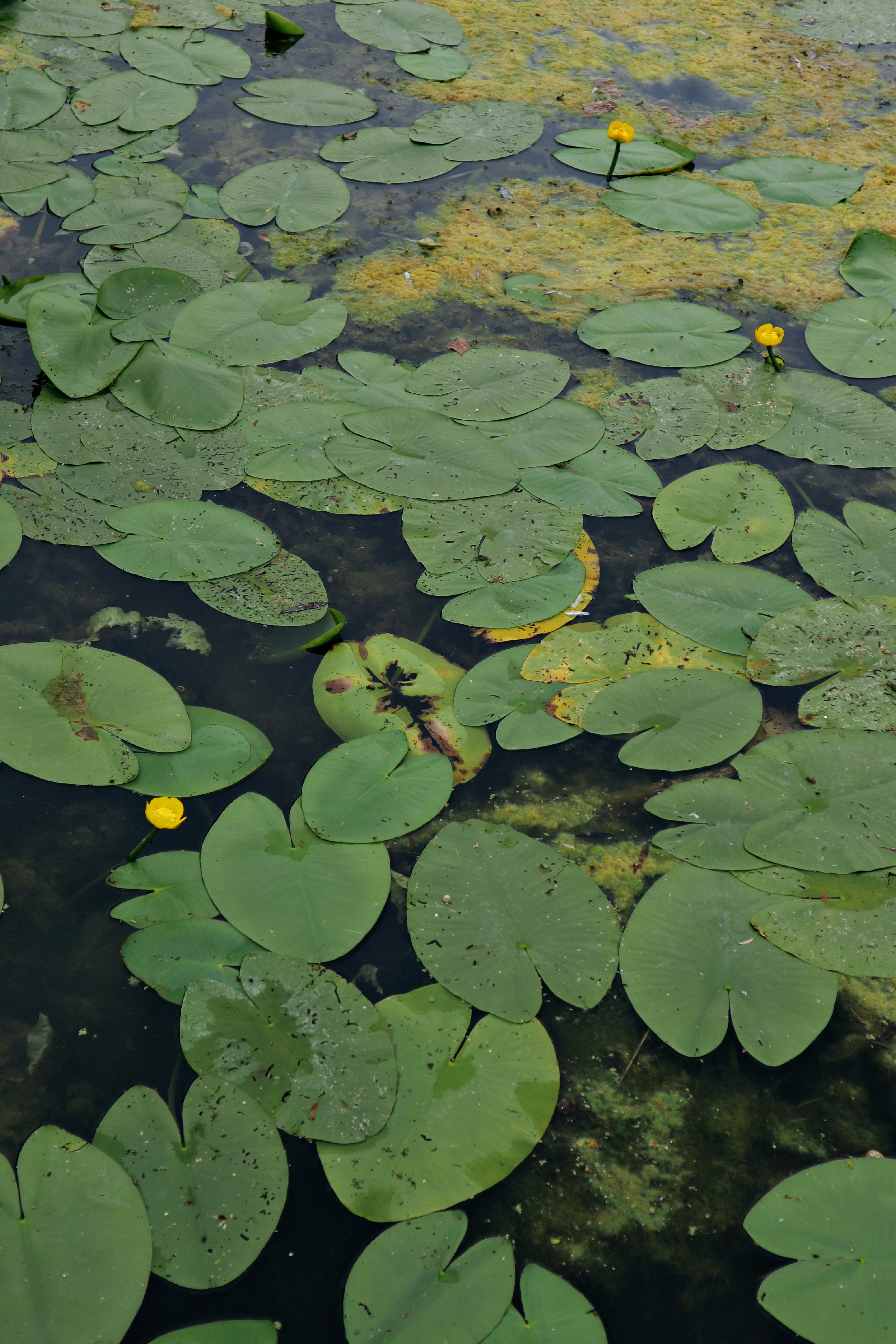 Floating Green: A Patchwork of Lily Pads and Quiet Water