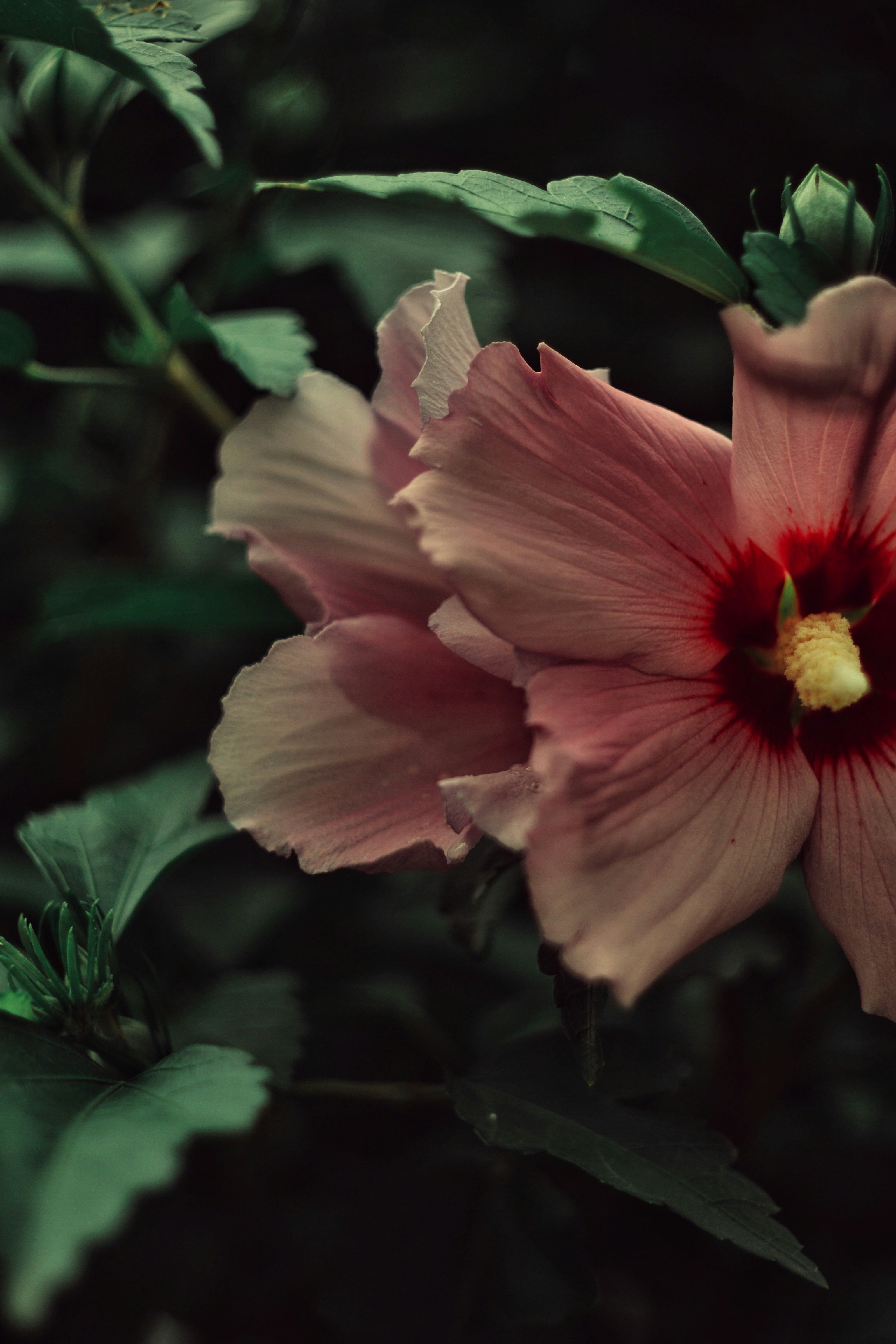 Soft petals in shadow: a hibiscus bloom framed by emerald leaves