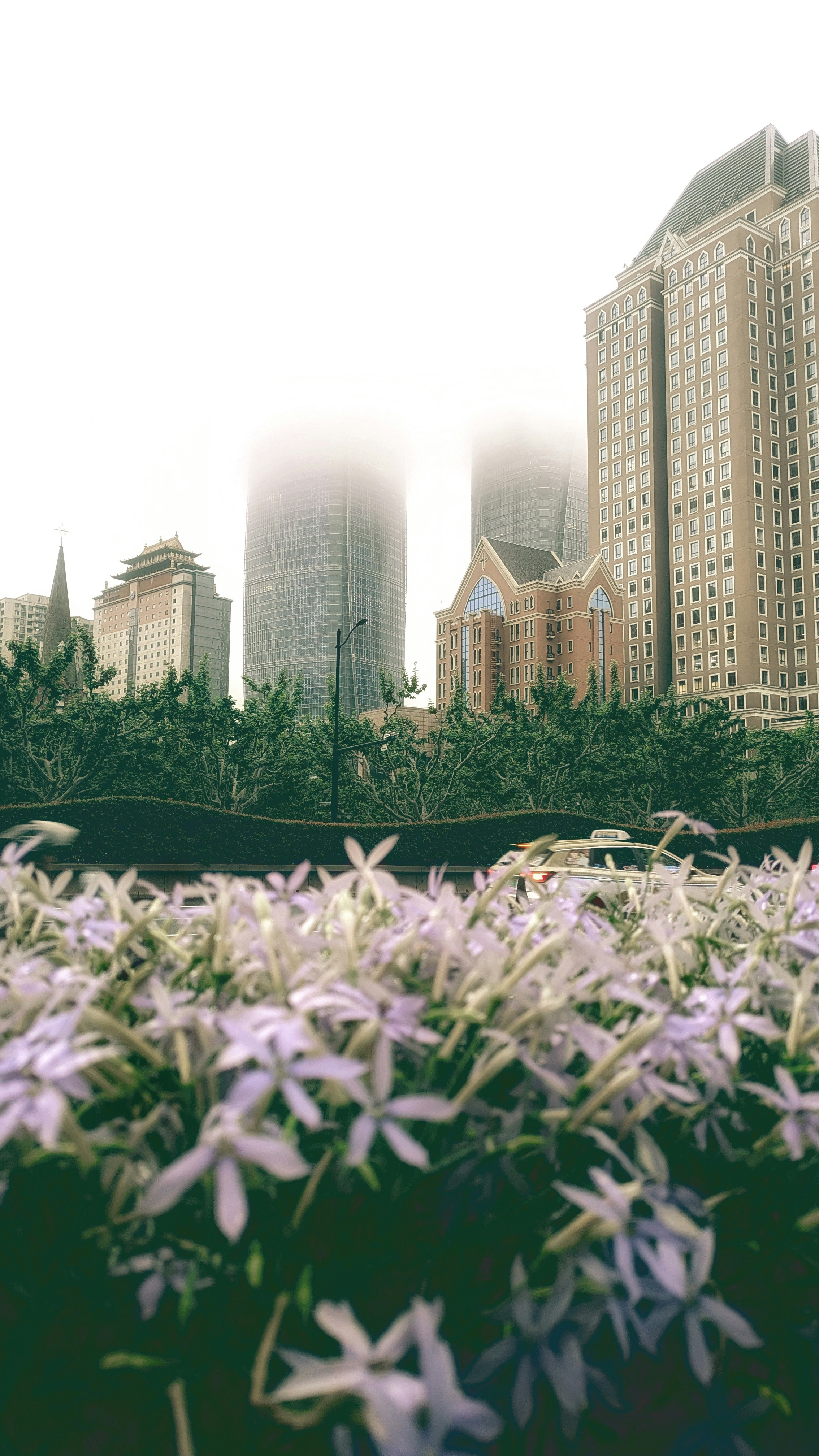 Urban Bloom: Lavender Flowers Front and Skyline in Mist