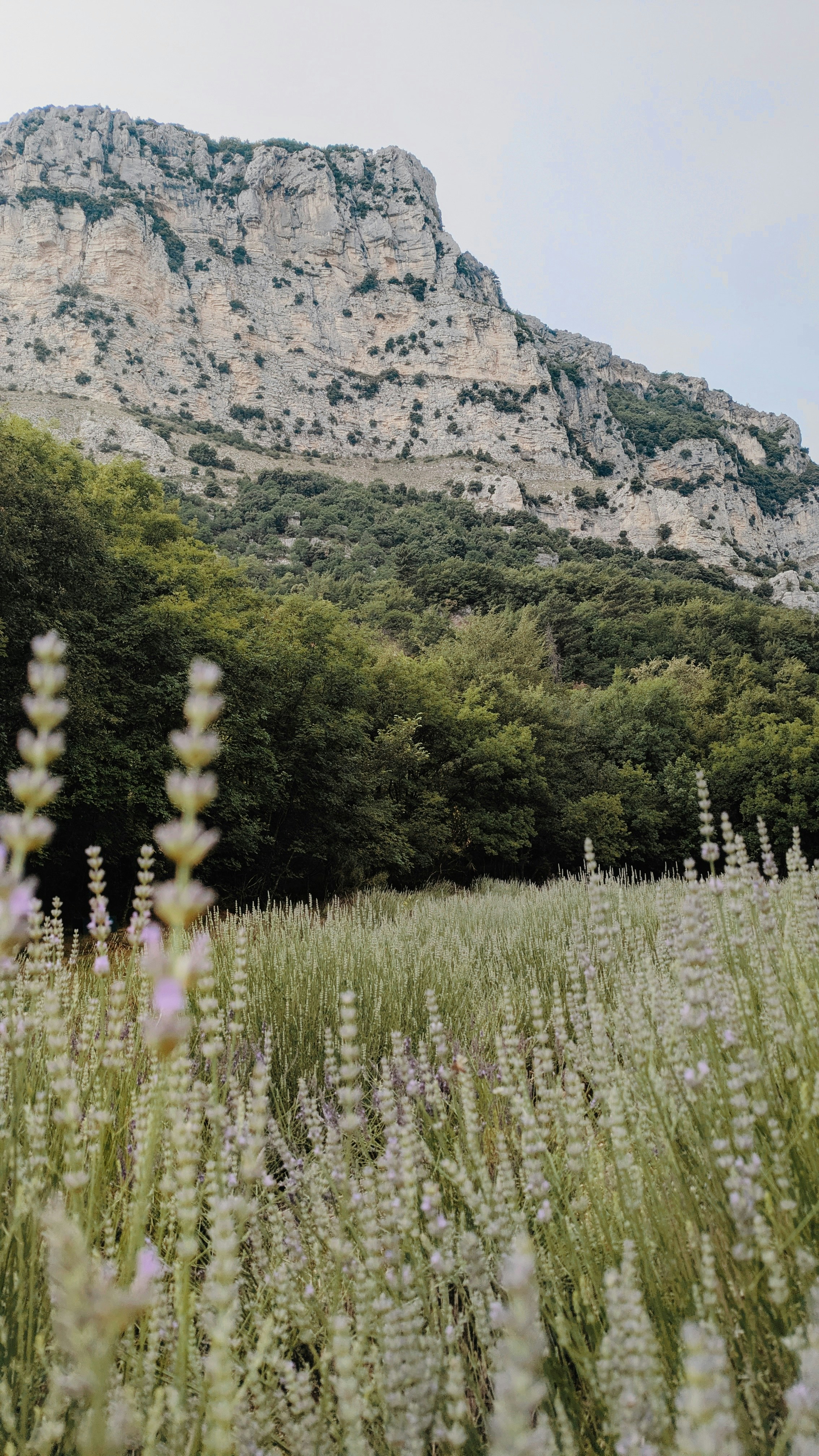 Lavender Field at the Foot of a Rocky Crest