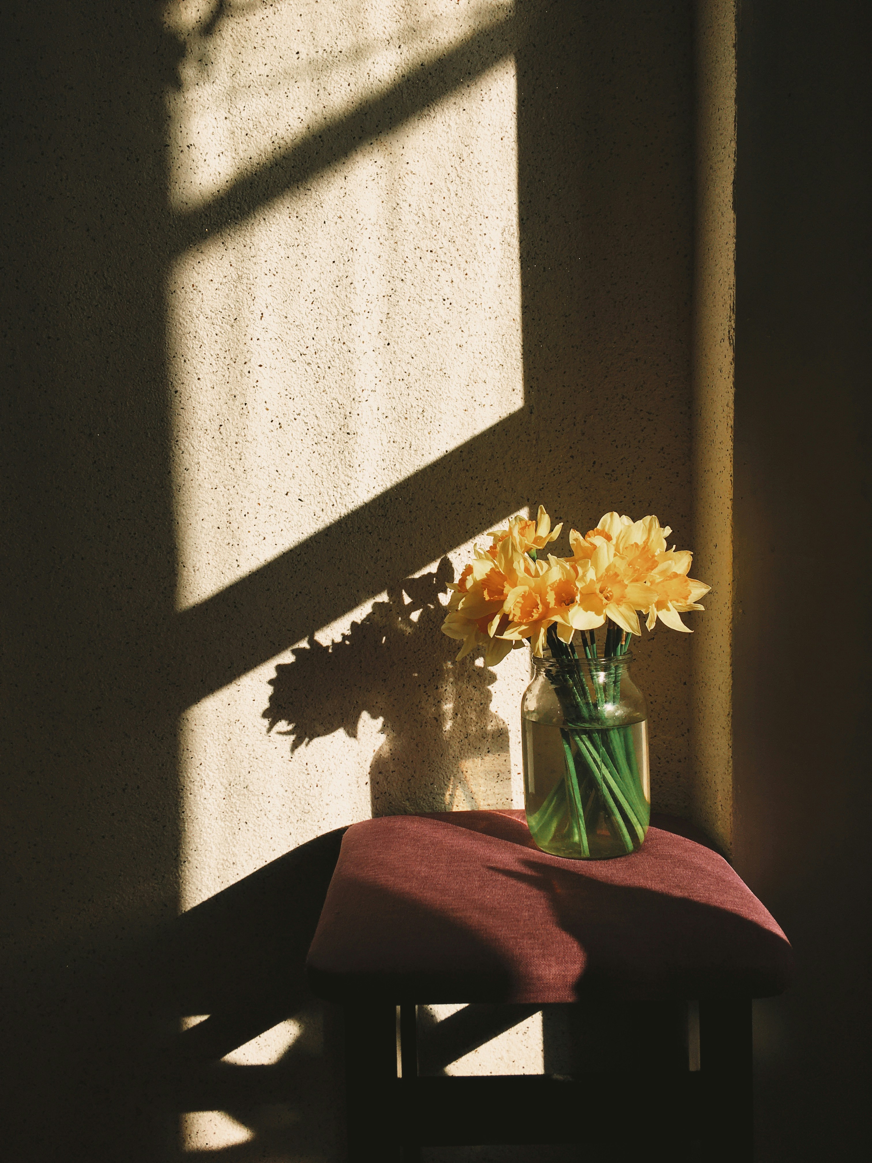 Yellow bloom in warm shadow on a velvet stool