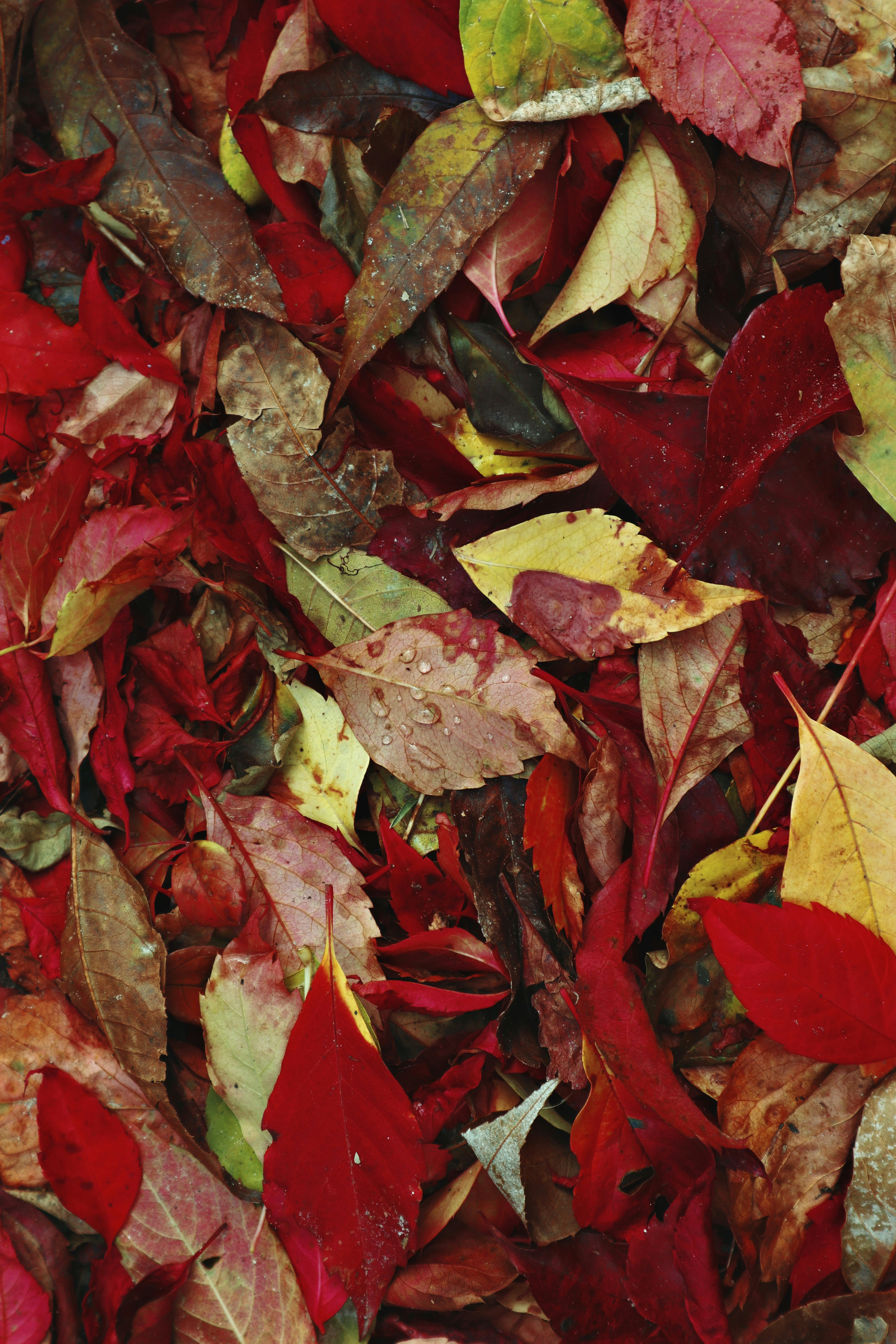 Crimson Autumn Carpet: A Tapestry of Wet Fall Leaves