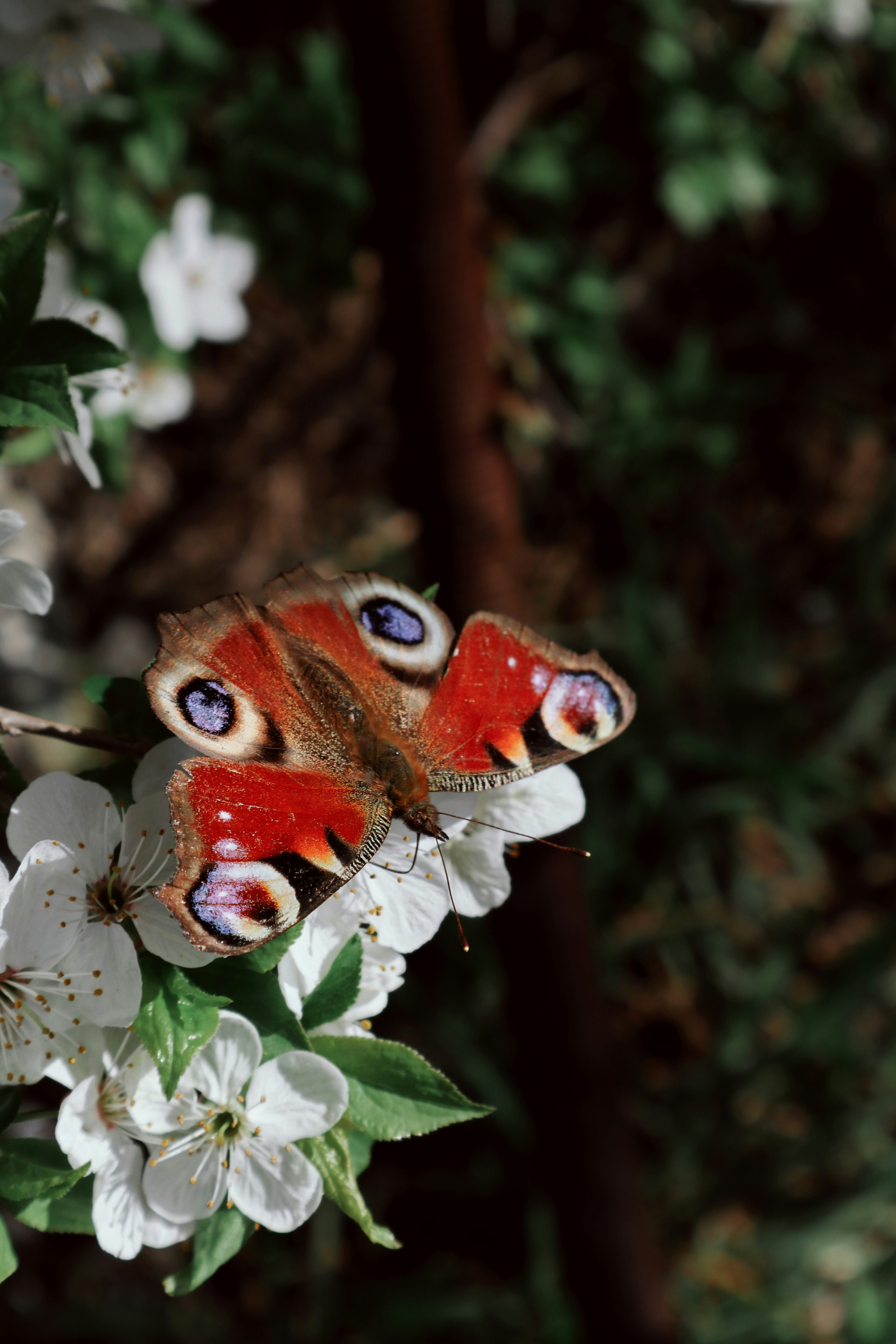 Red Admiral on White Bloom: A Moment of Garden Color