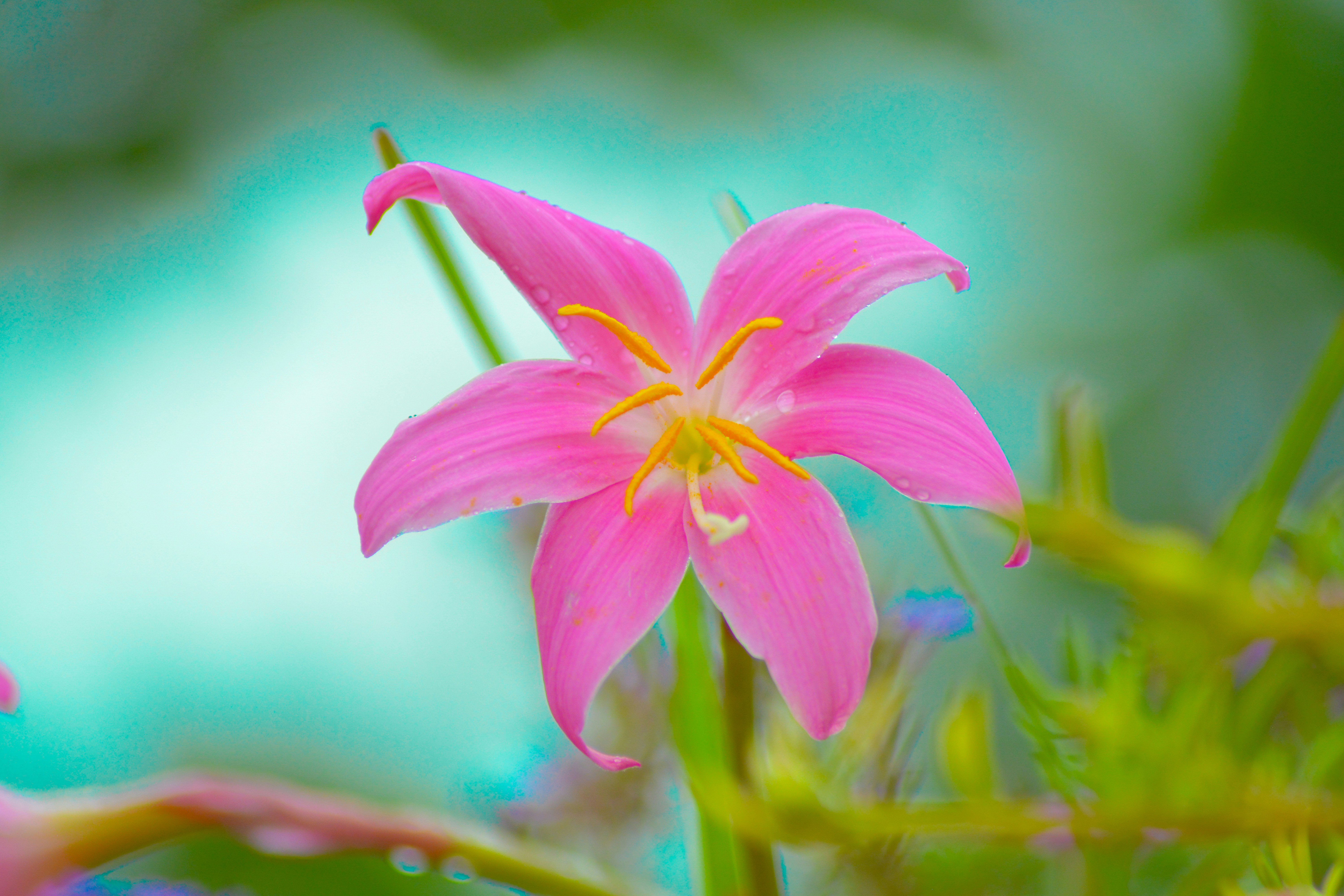 Flaming Pink Bloom: A Close-Up of a Delicate Lily