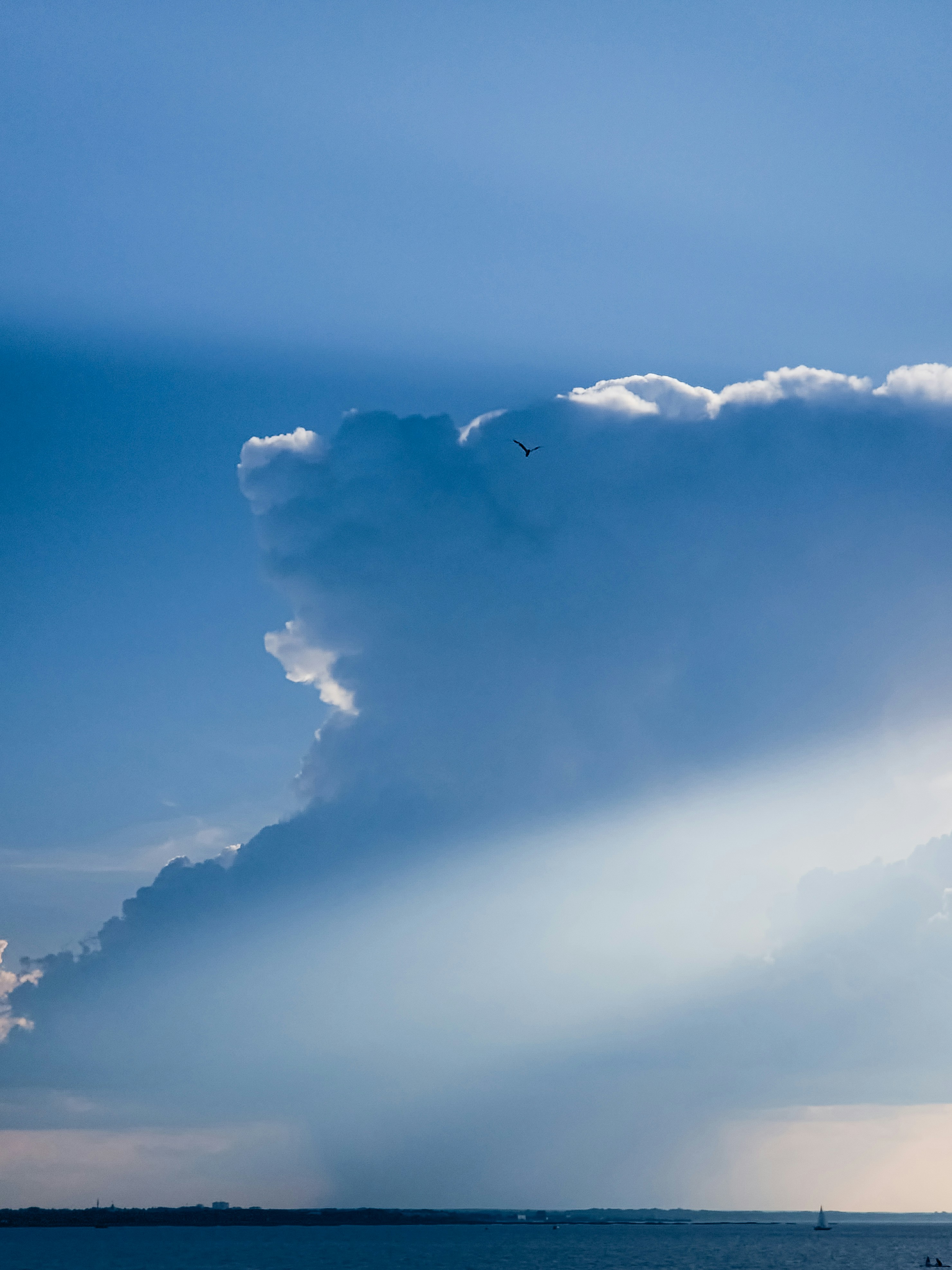 A solitary seabird gliding beside a towering cloud