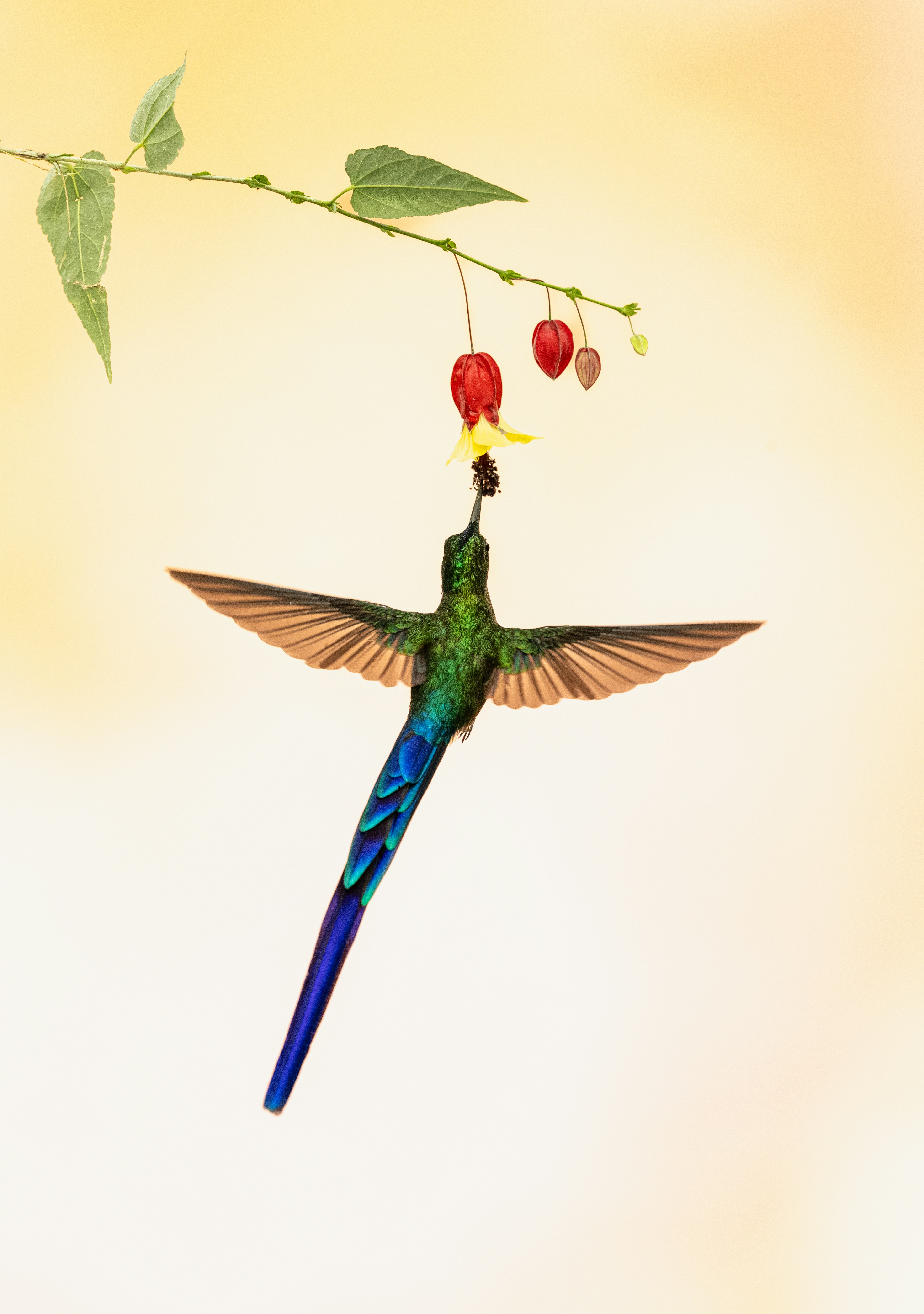 Vivid Hummingbird in Quiet Descent with Fruit Bouquet