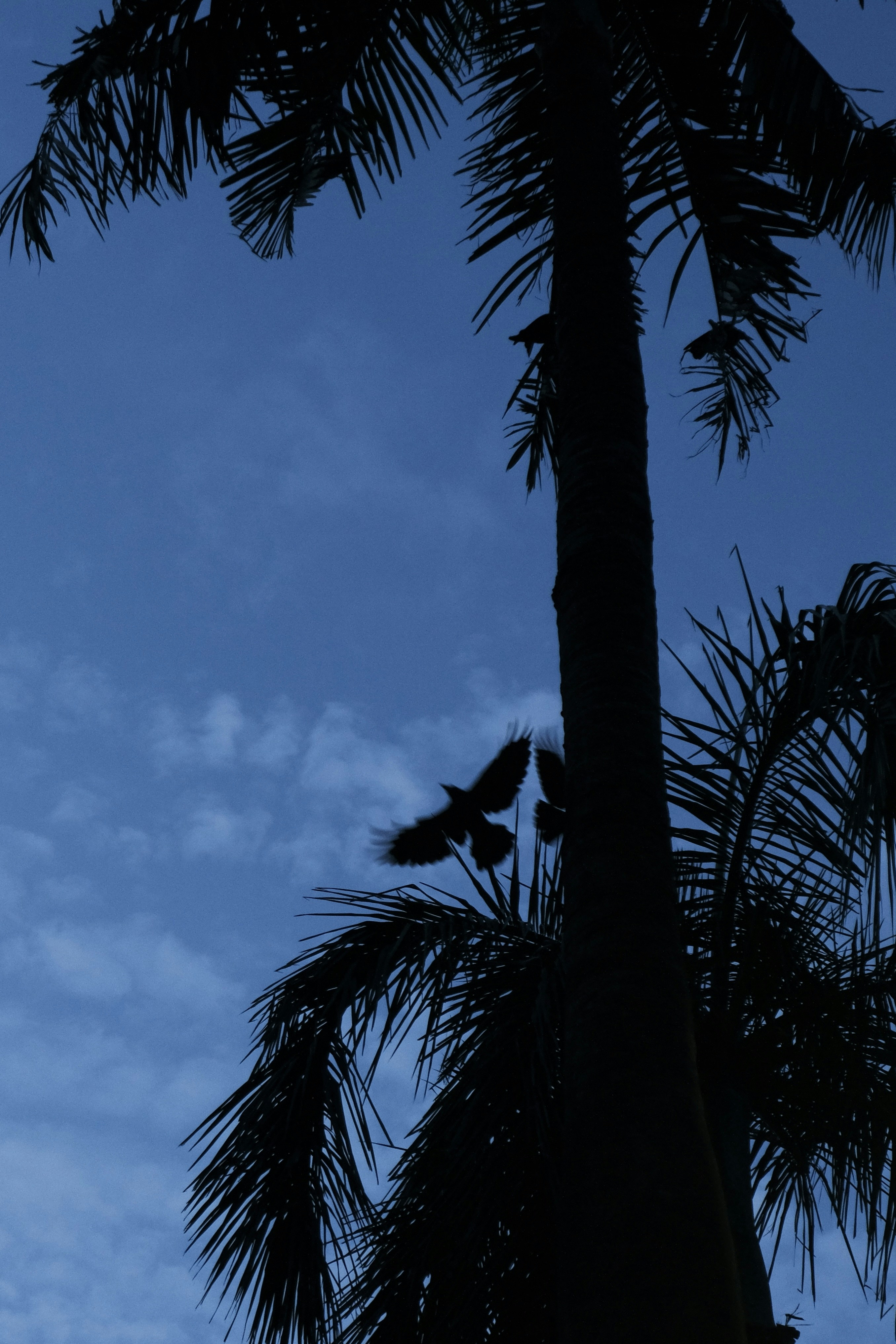 Silhouetted Palm Sentinel Against a Dusk Sky