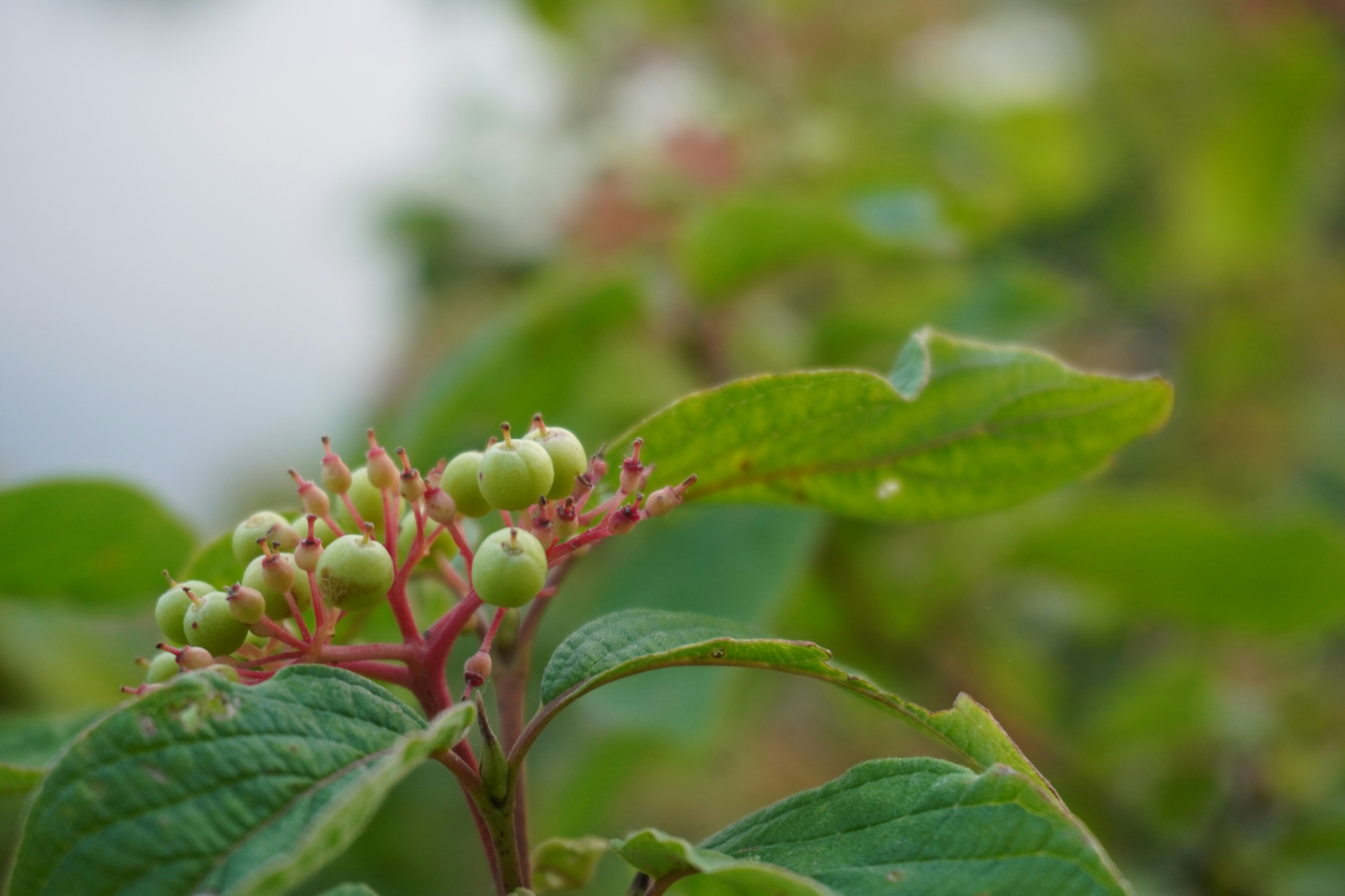 Close-up of a budding cluster with pink stems among green leaves, highlighting the plant's developing berries.