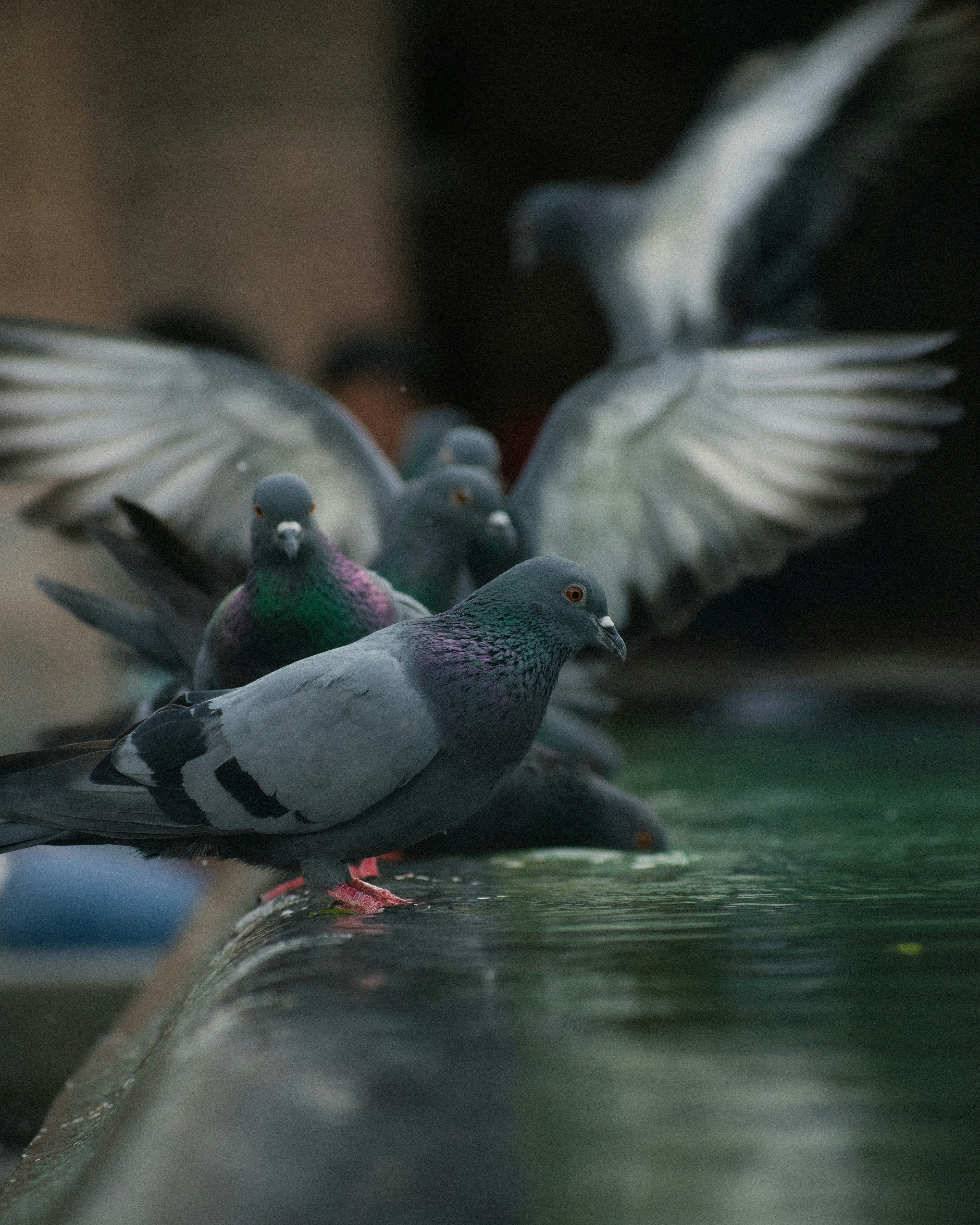 Dove Lift-off: Pigeons at the Edge of the Fountain