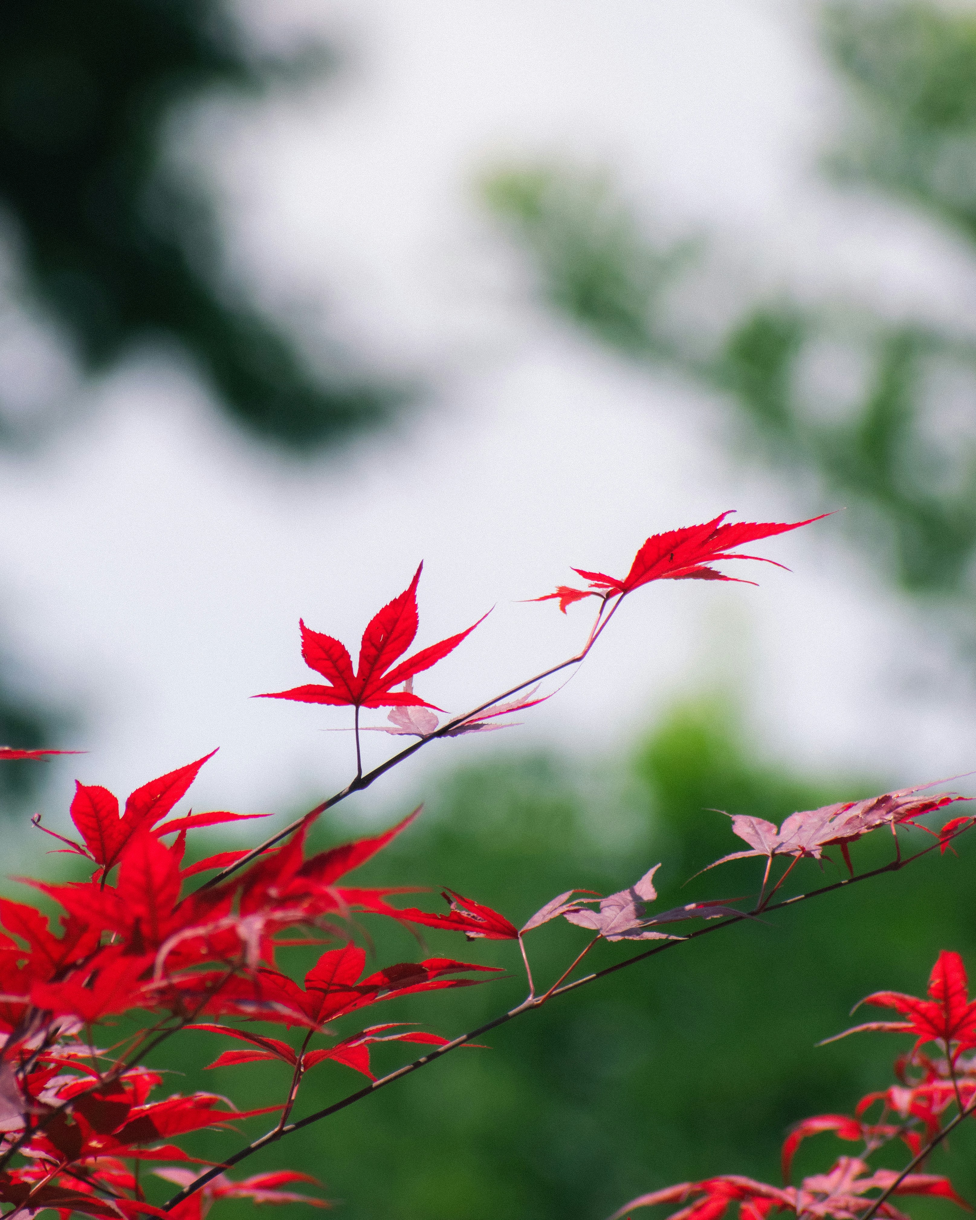 Crimson Leaves Against a Soft Verdant Blur