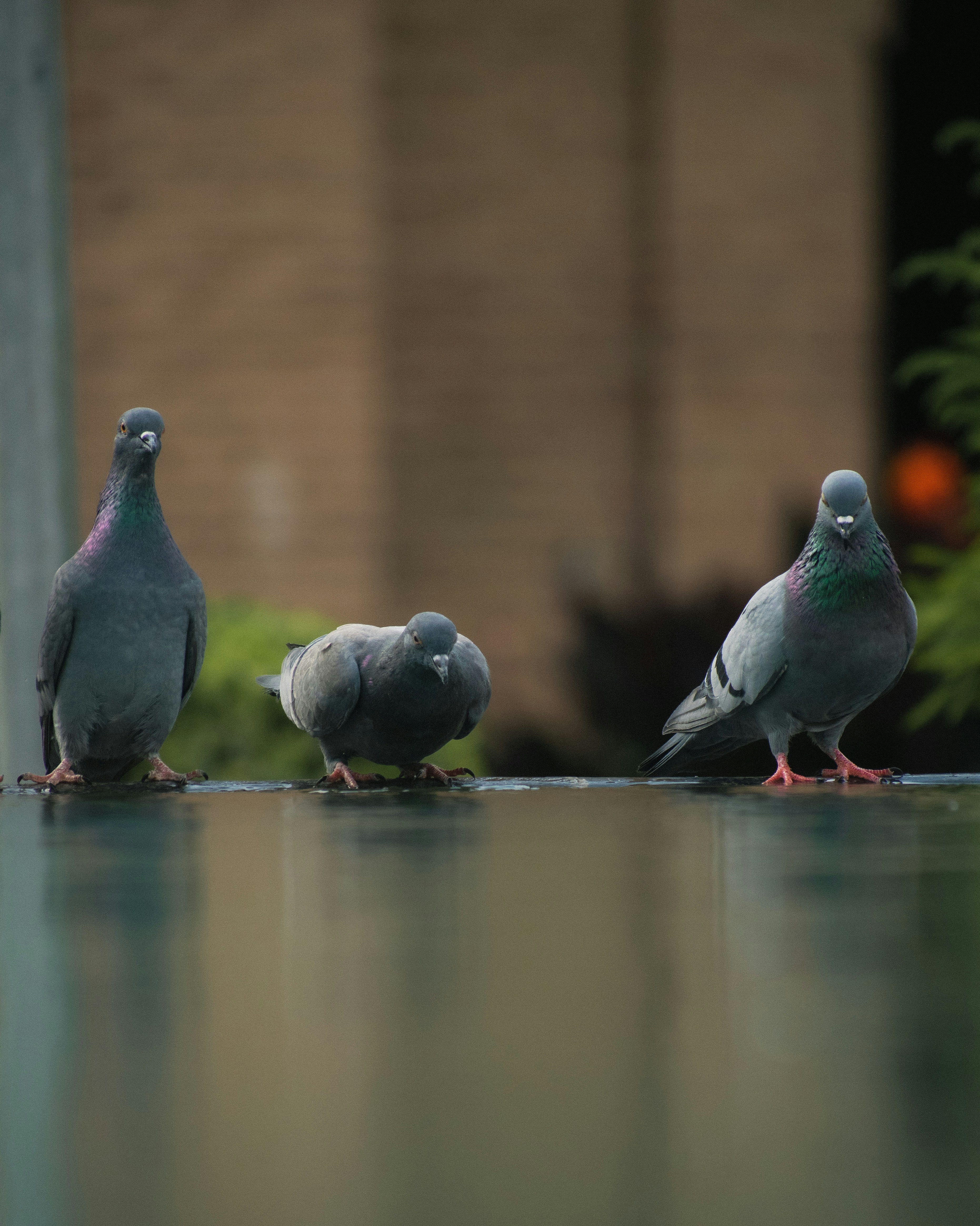 Three Pigeons at the Water's Edge