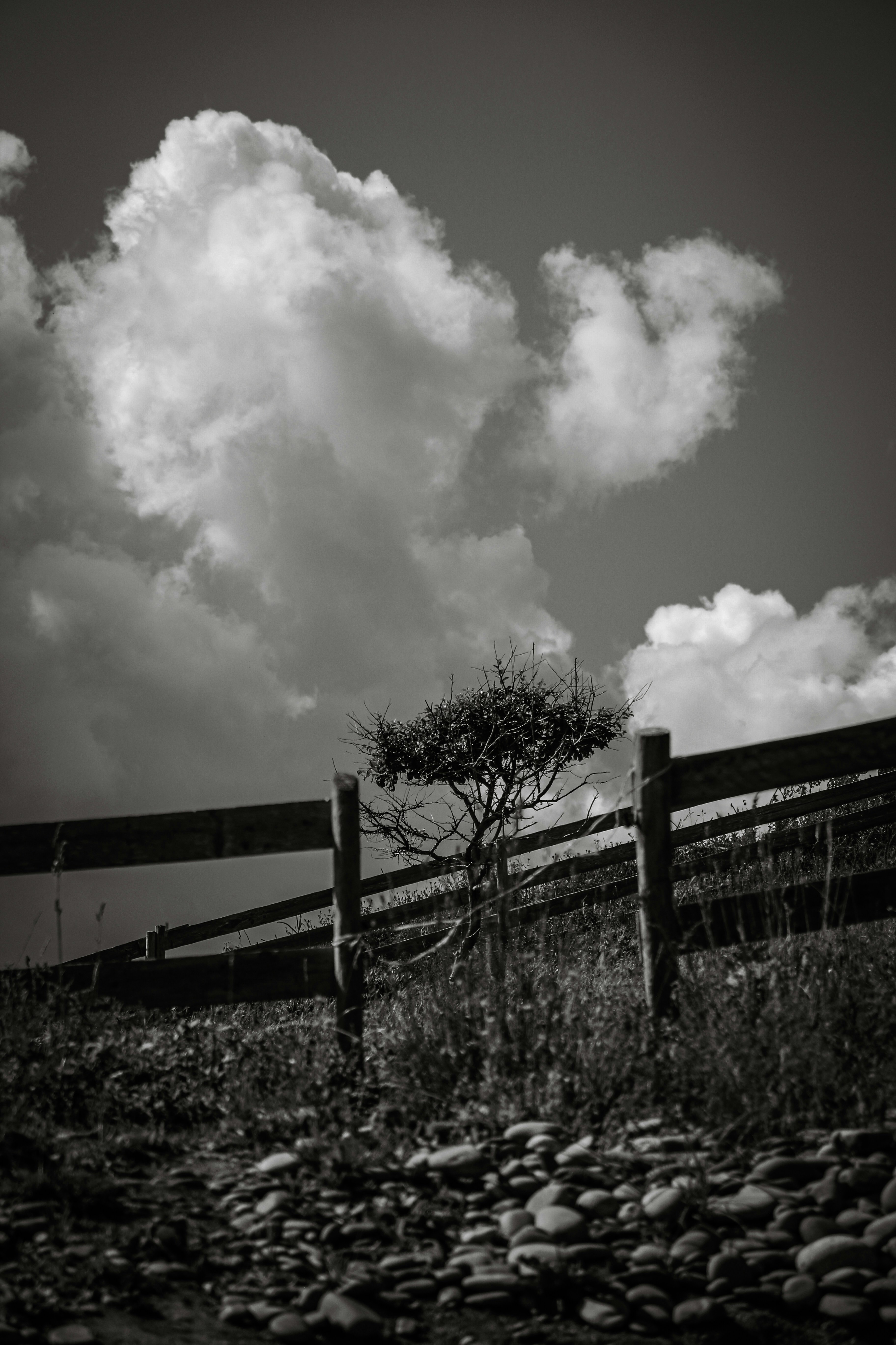 Windward Tree Beside the Quiet Fence