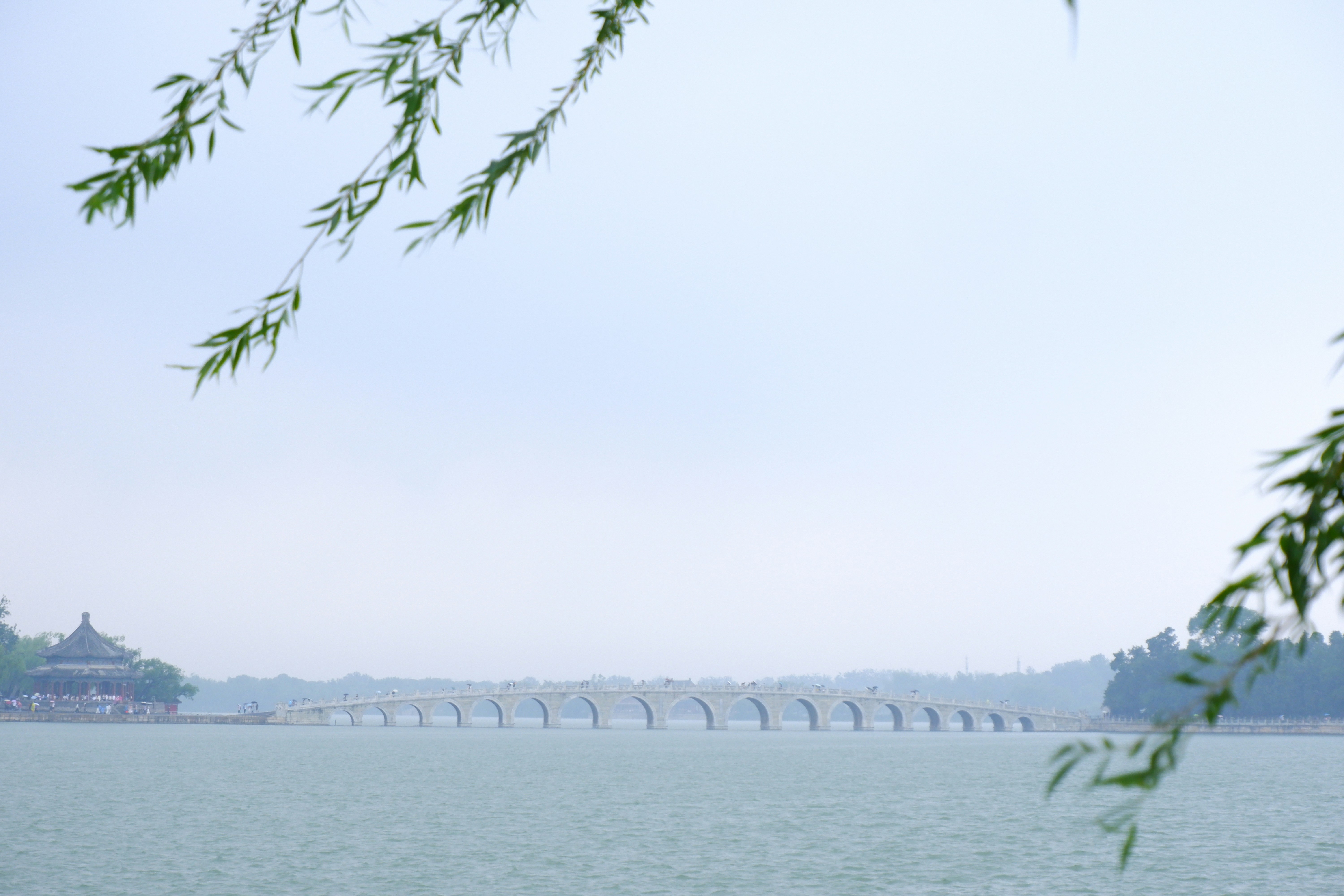 Bridge Arc Over Quiet Lake Framed by Weeping Branches