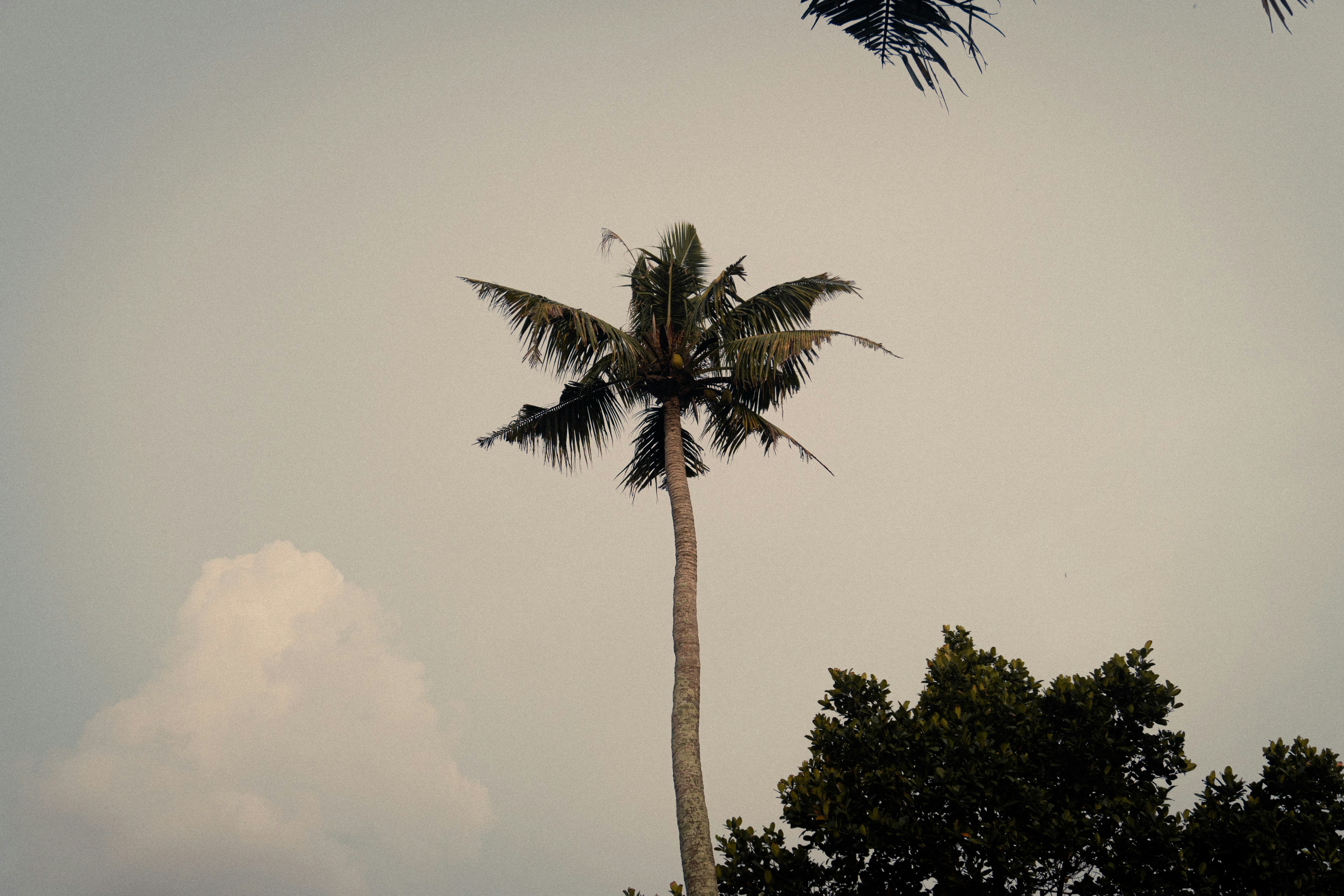 Central Palm Reaching Toward an Open Sky