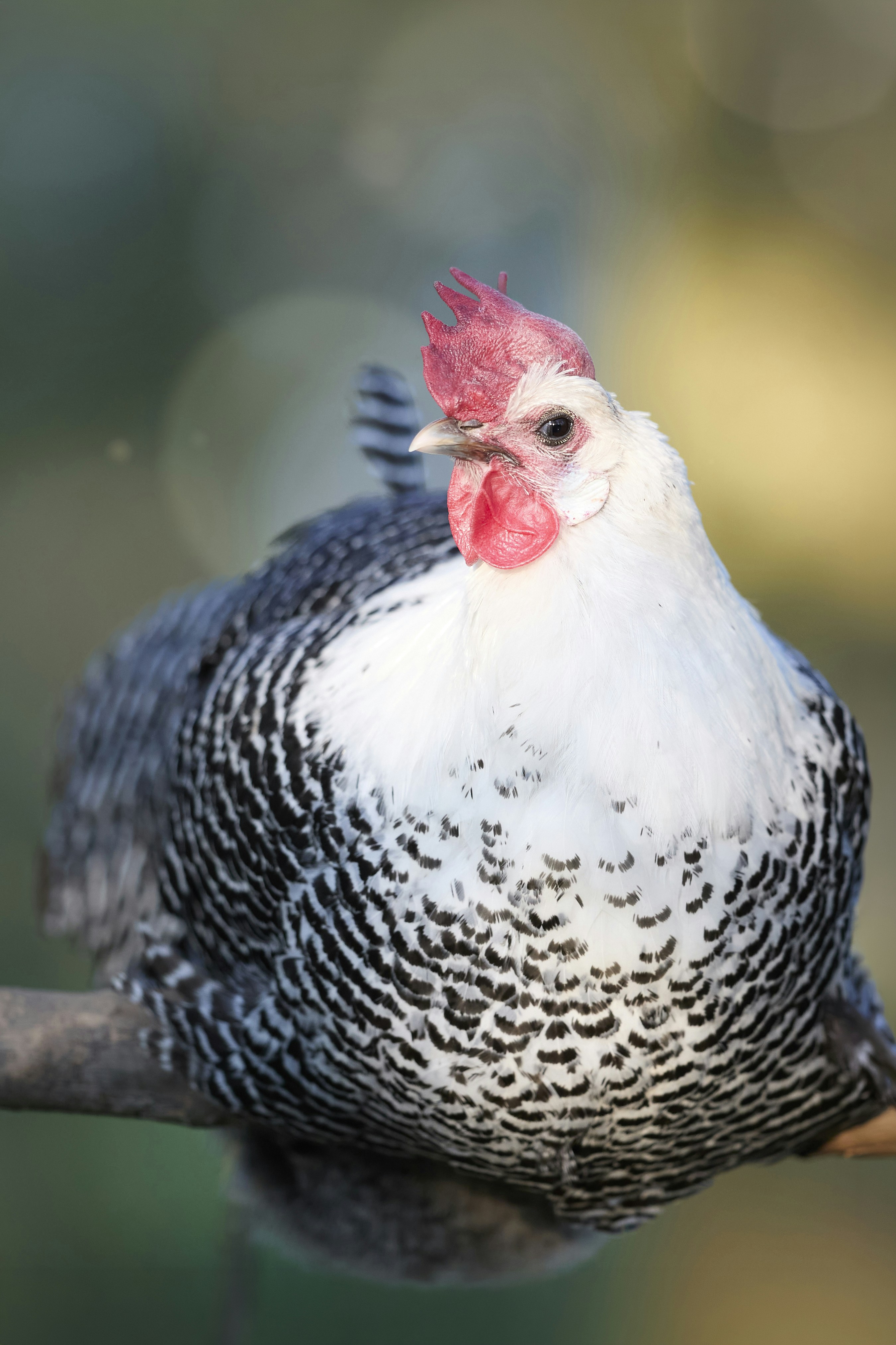 Red-cheeked White Fowl on a Branch with Soft Backlight