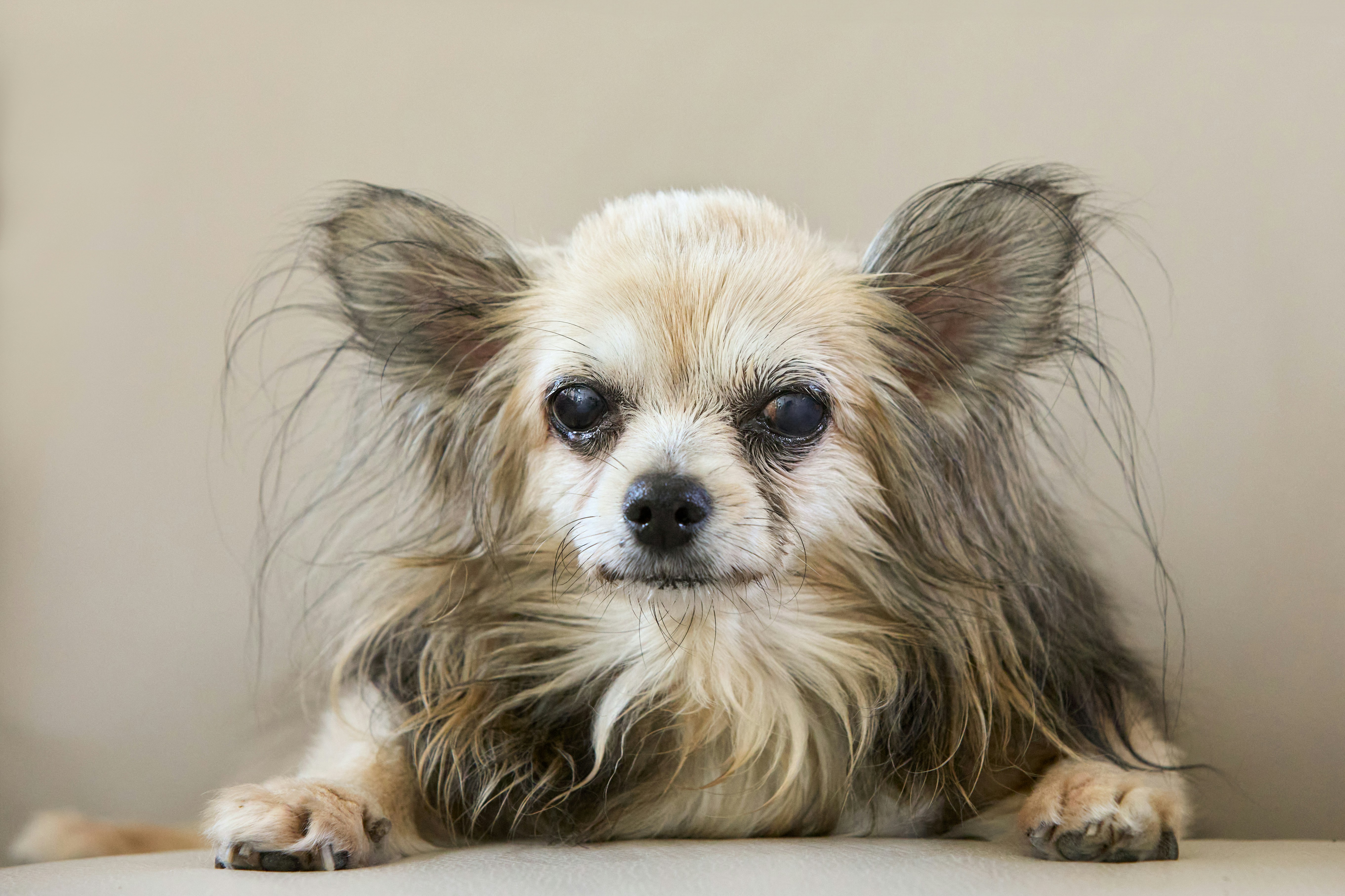 Tiny Chief with Big Ears: A Chihuahua's Curious Stare