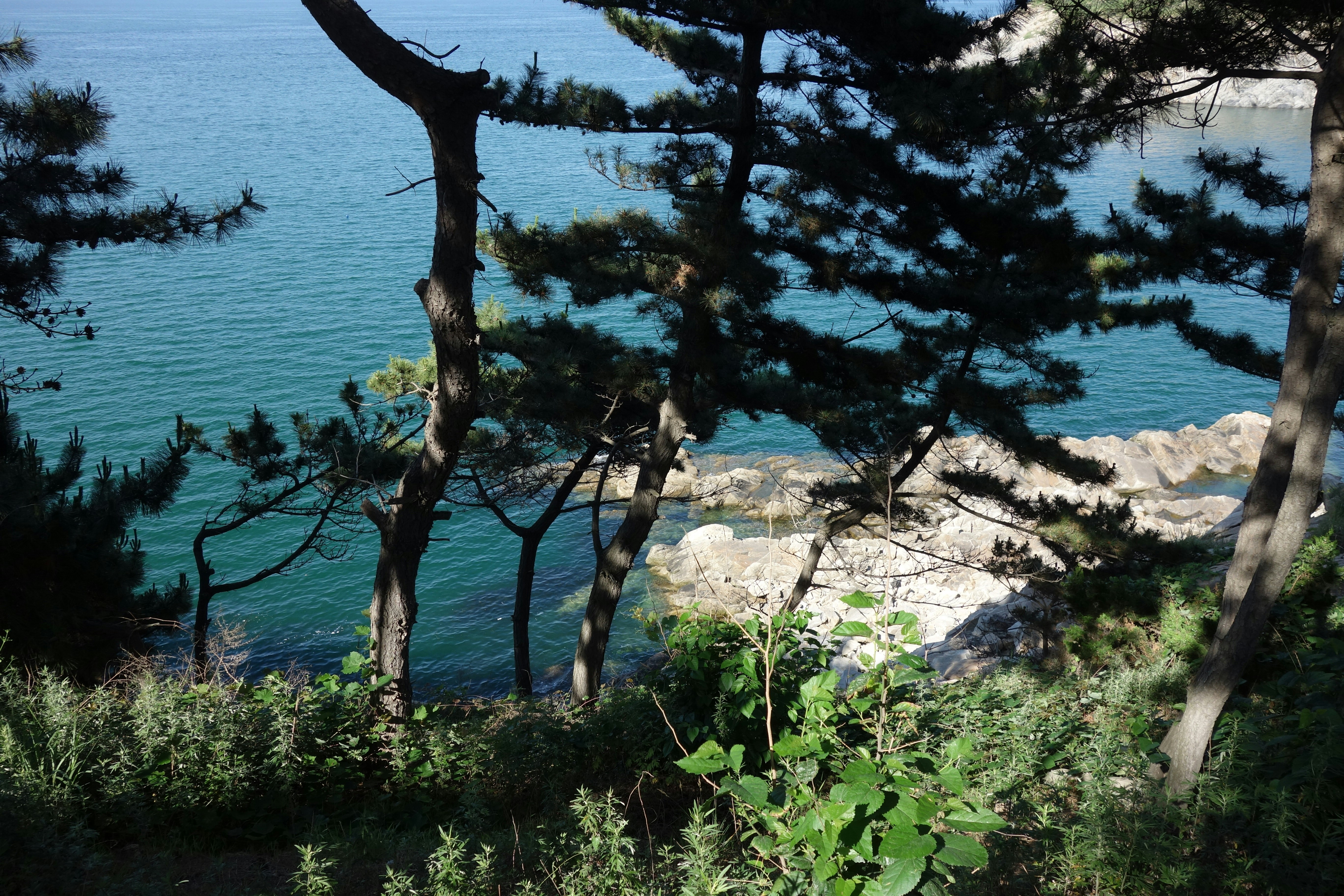 Coastal Gate: Sunlit Trees Framing Turquoise Sea