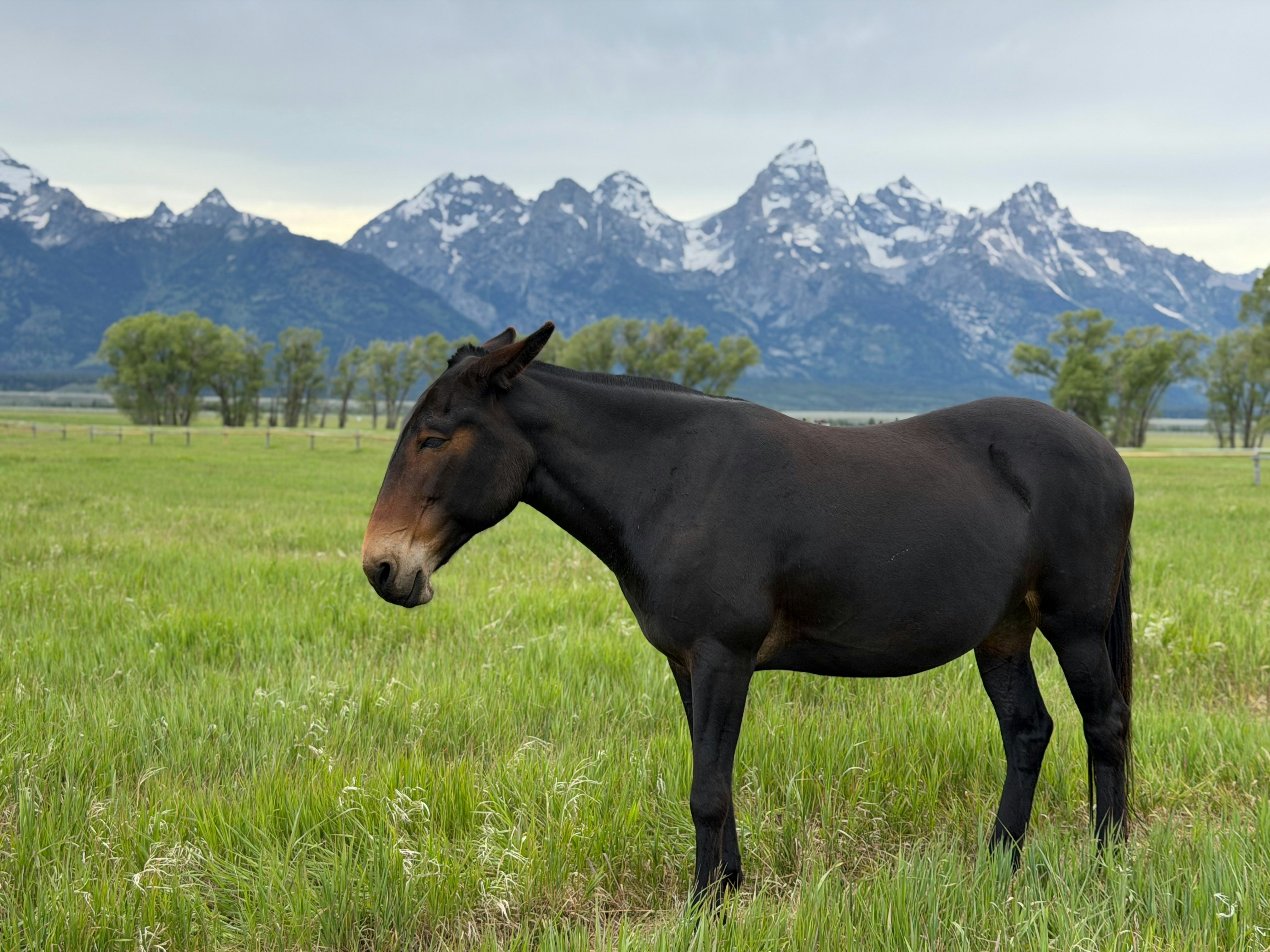 Midday Grazing: Black Stallion Against Alpine Backdrop
