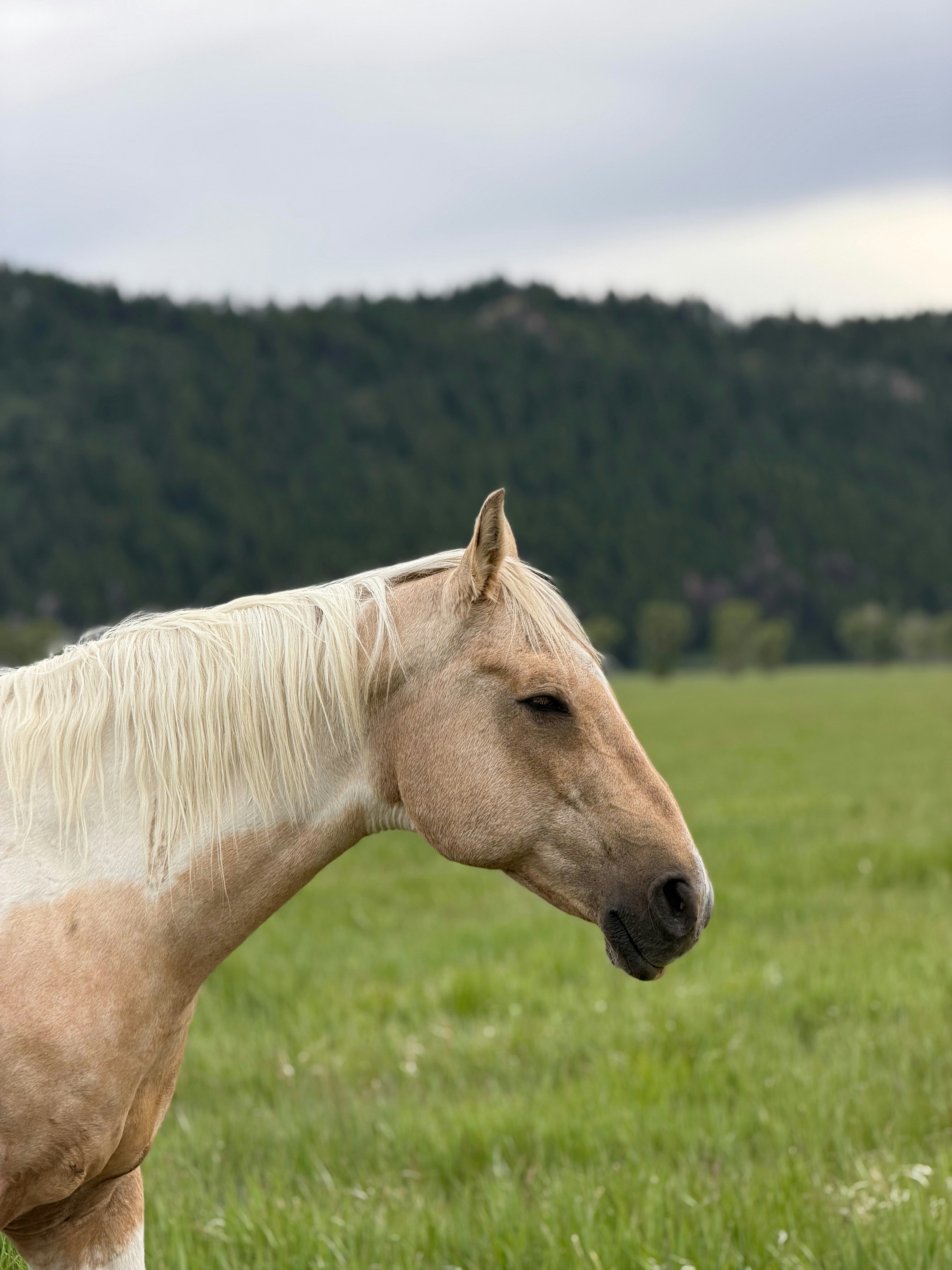 Tailored Equine Portrait: A Side-View of a Palomino in a Grass Field