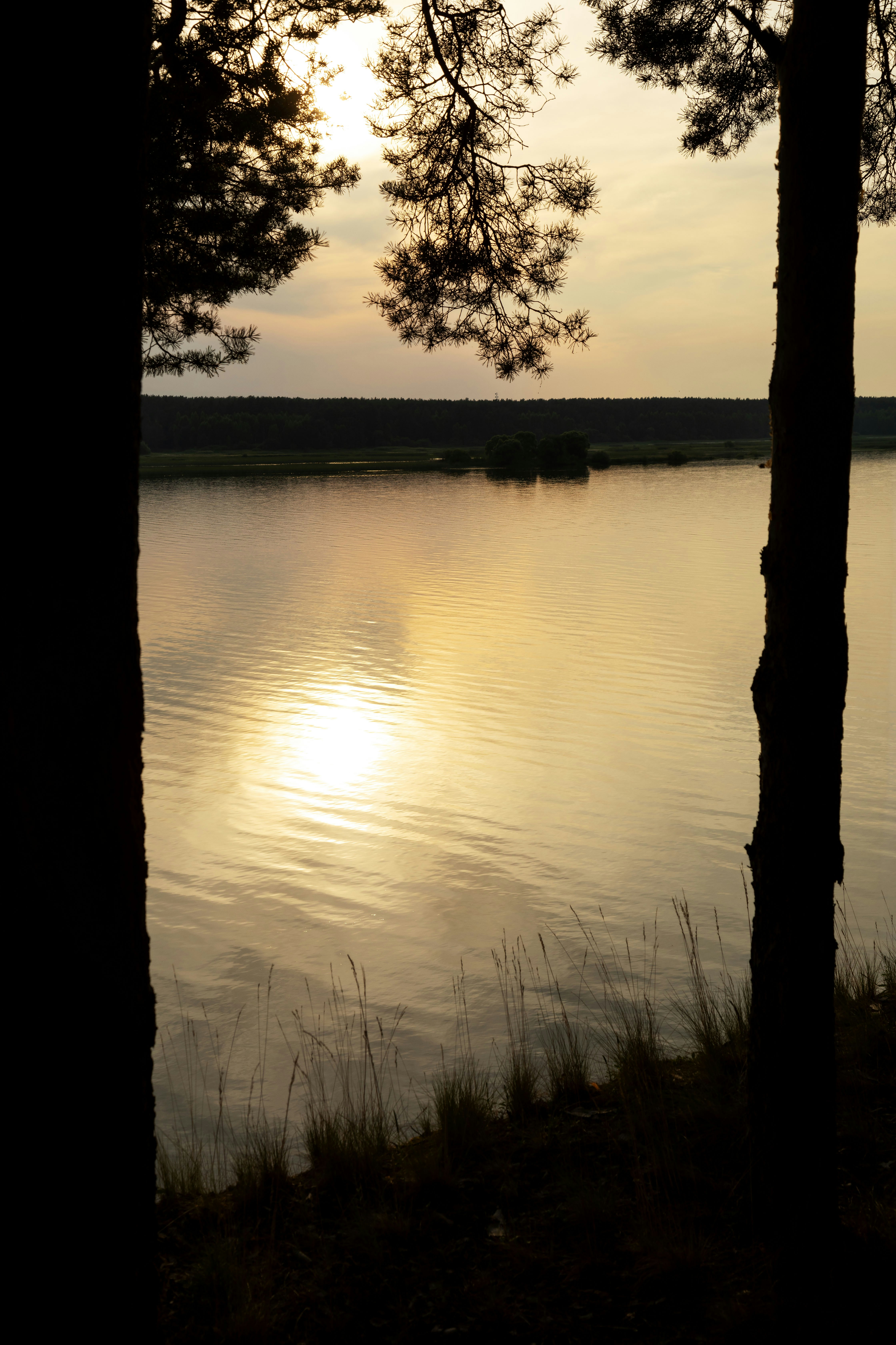 Sunset over a tranquil lake framed by dark pines, the water catching a golden glow. A serene landscape emphasizing reflection and stillness.