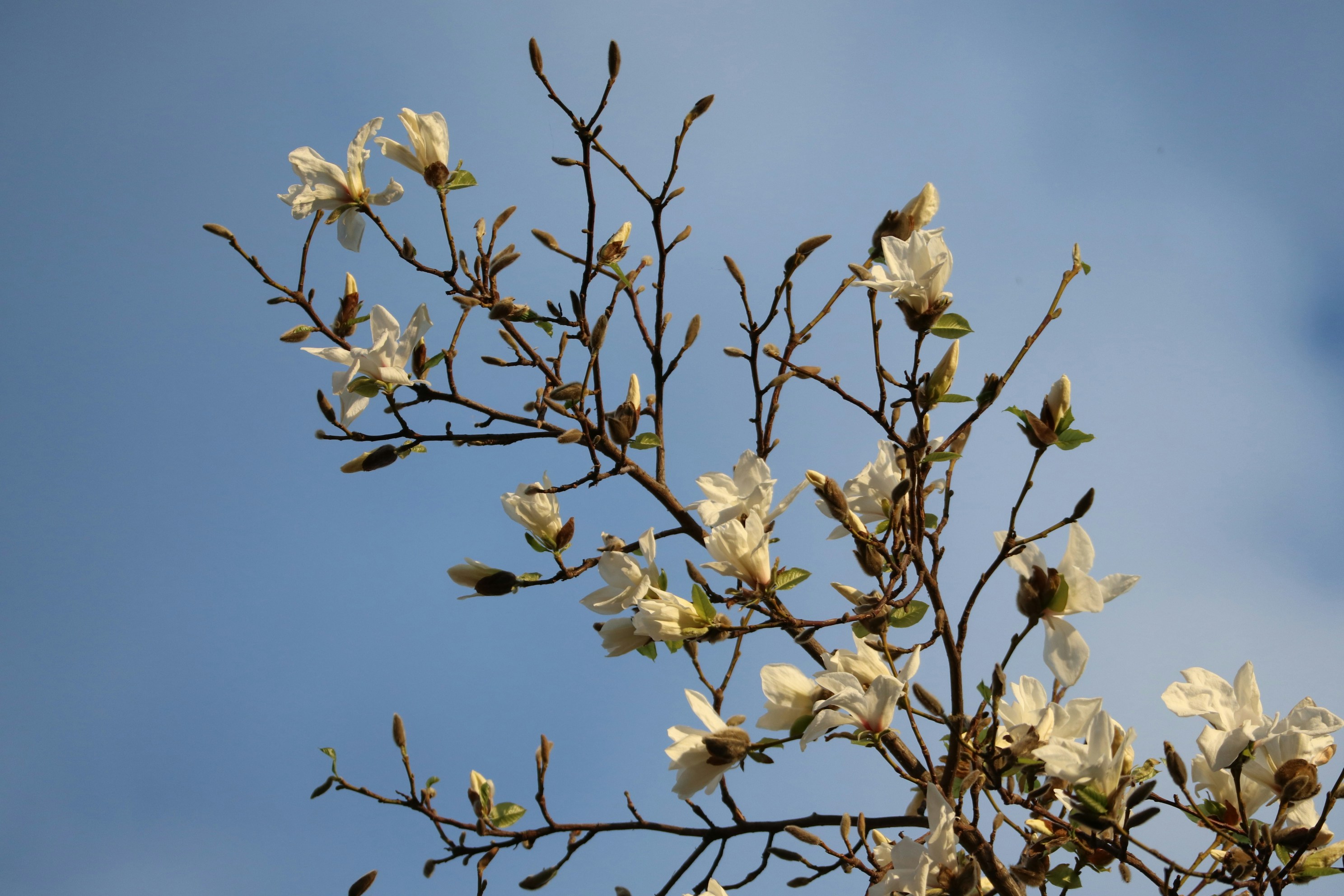 White blossoms reach toward a clear sky