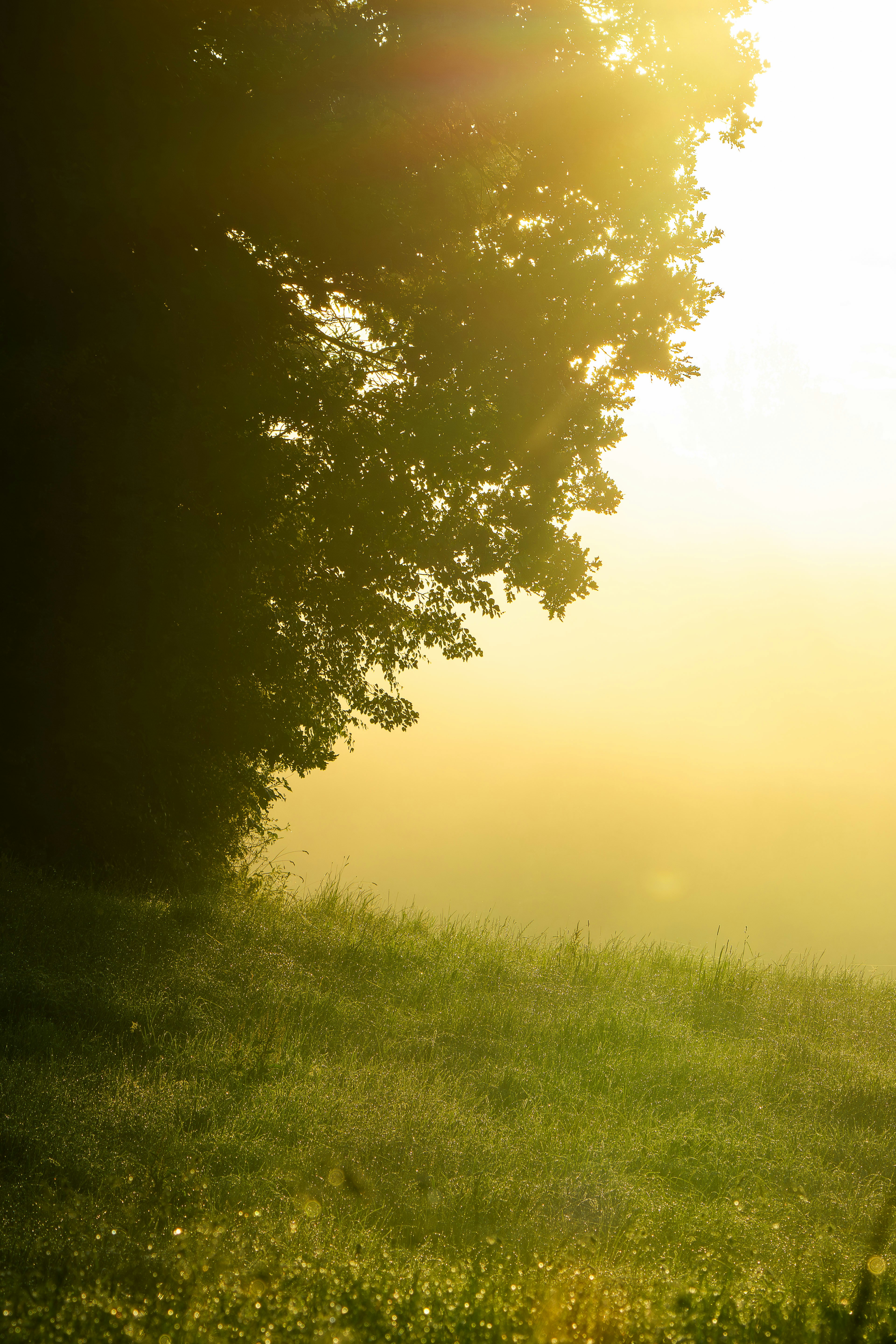 Sunlit field and overhanging trees bathed in warm golden haze; a soft backlit landscape with hazy atmosphere and lens flare. This is a natural scenery capture.