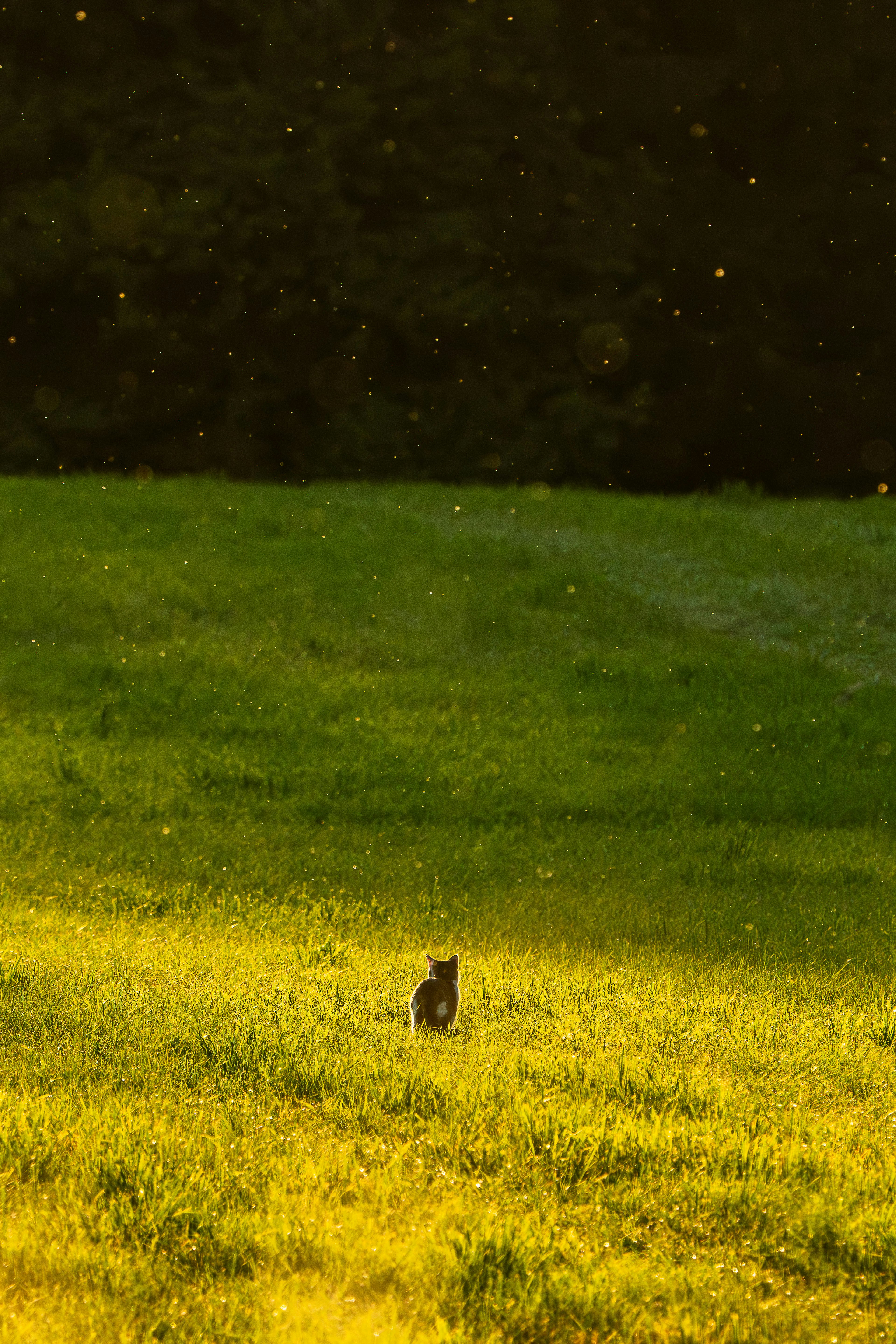  solitary cat under spotlight of golden meadow rain 