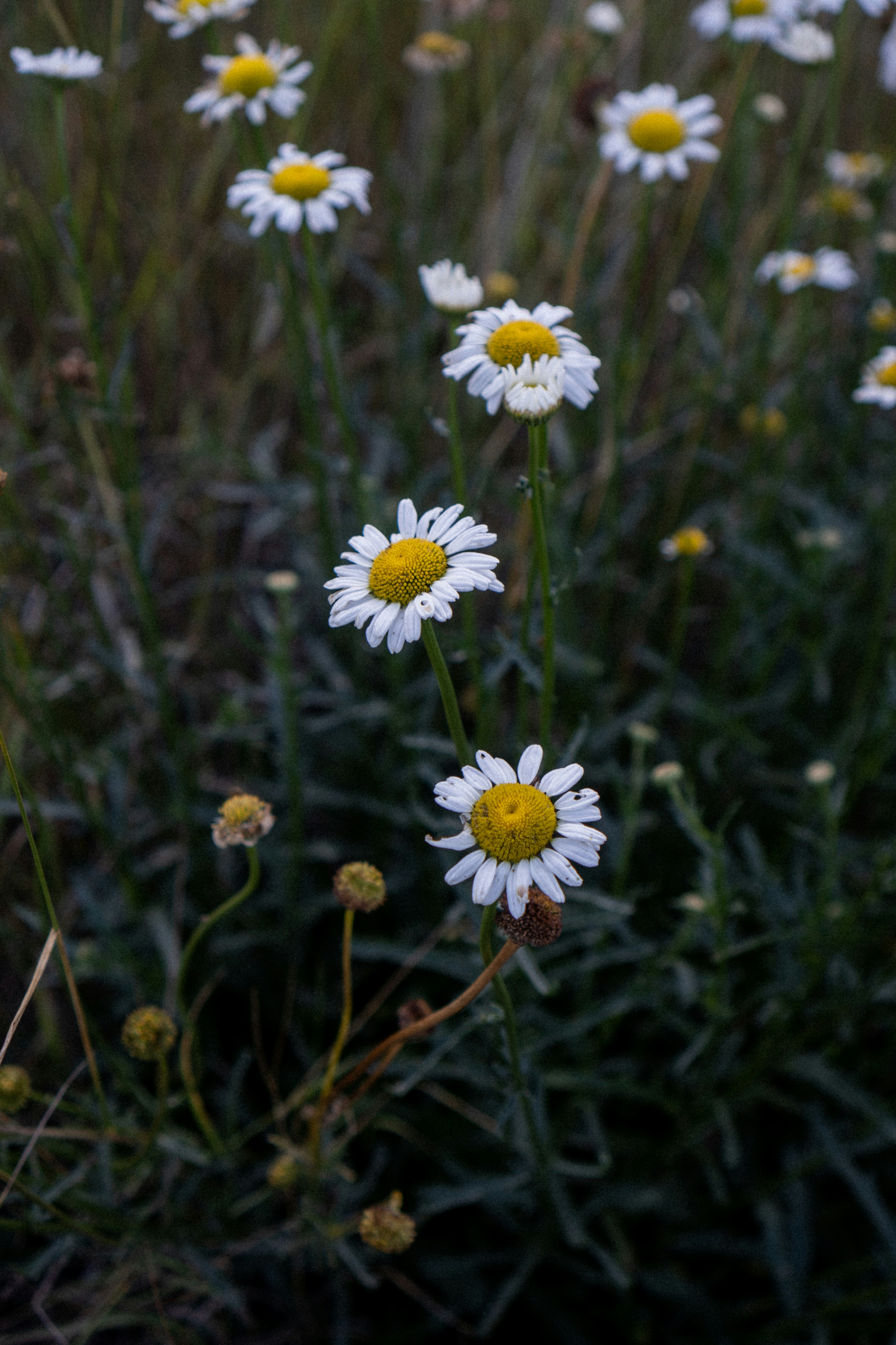 Daisy Chorus in a Quiet Field