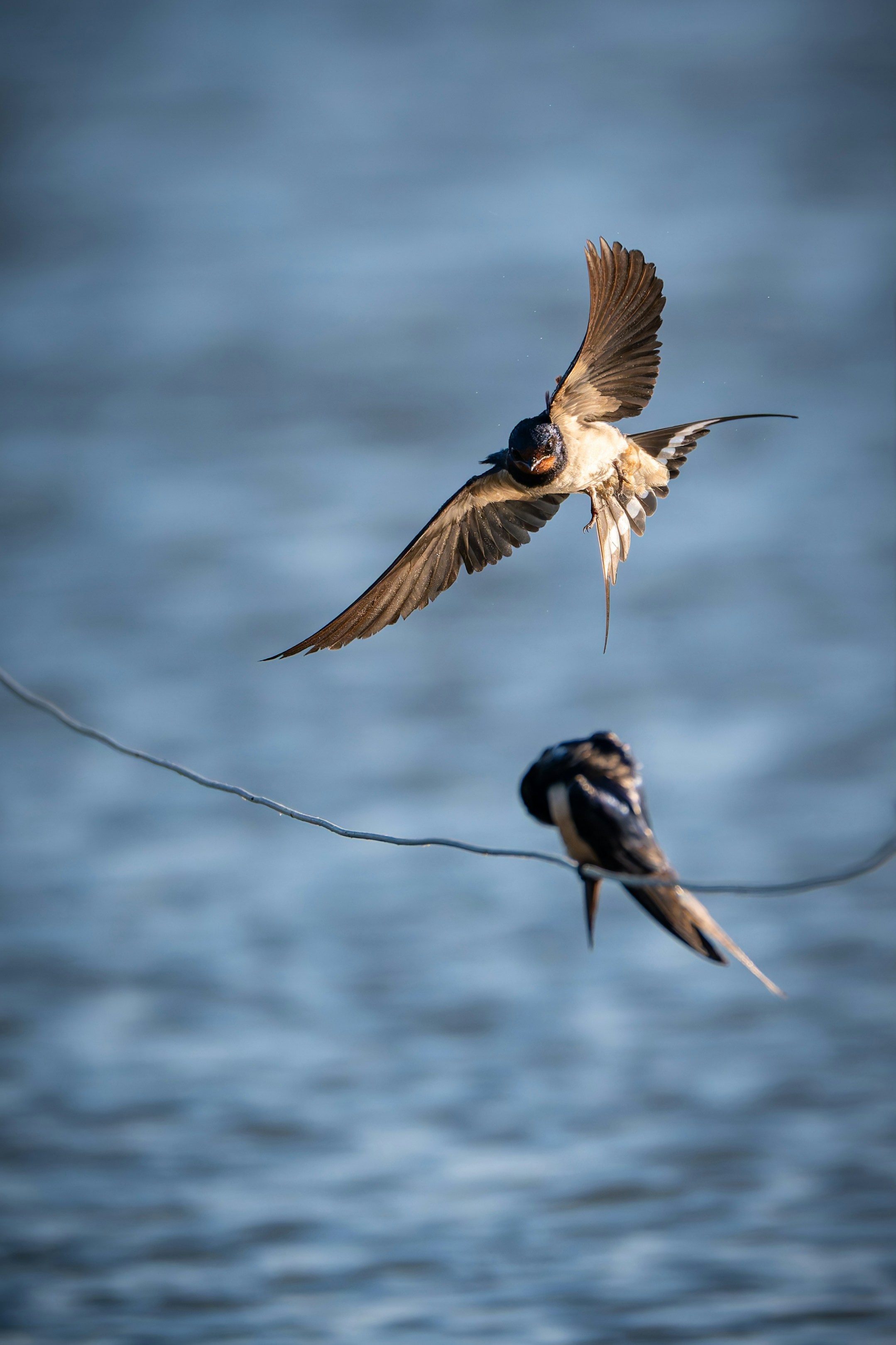 Aerial Pause: Swallows in Sync over Quiet Waters