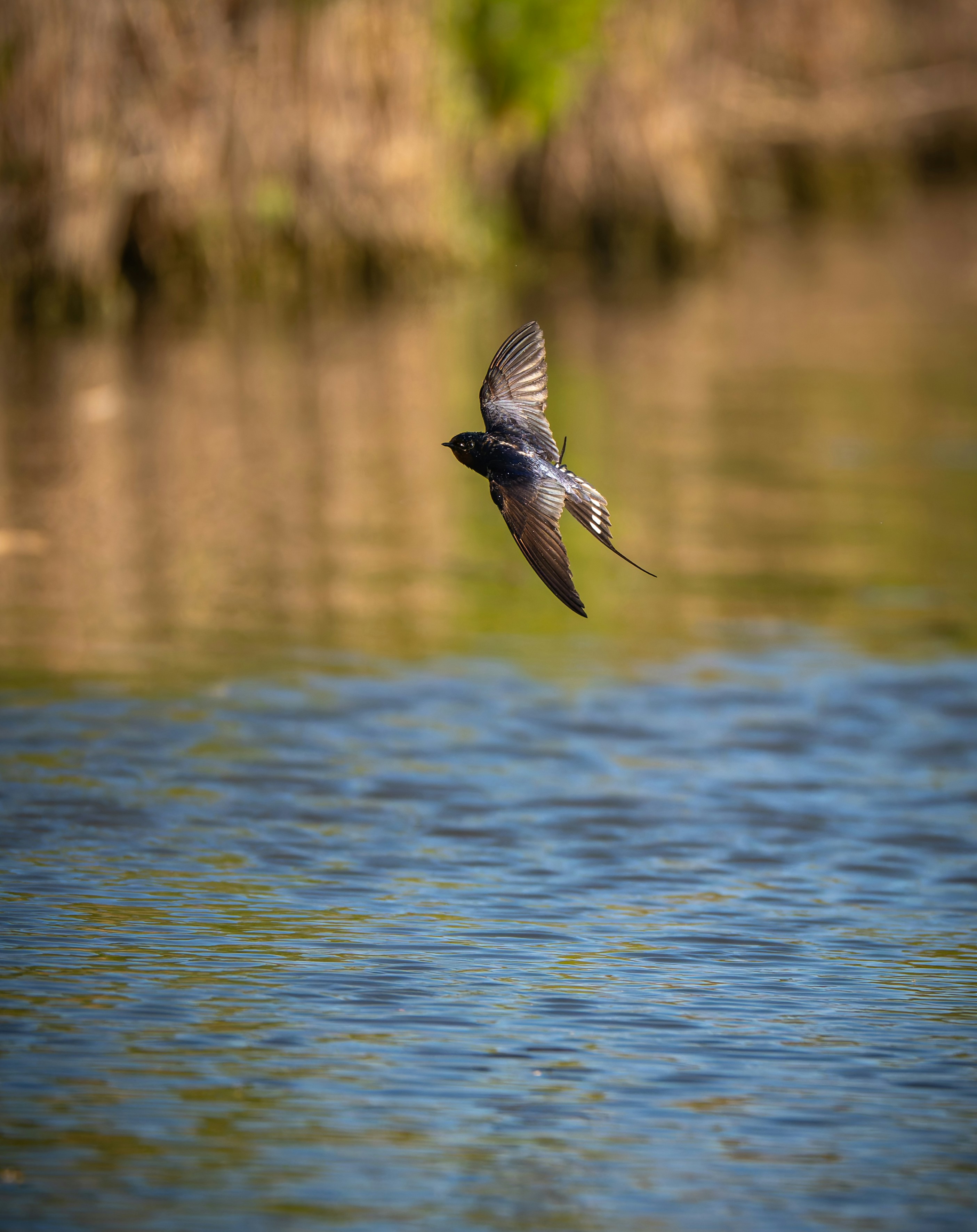 Wingbeat in Open Blue: A Swallow in Flight