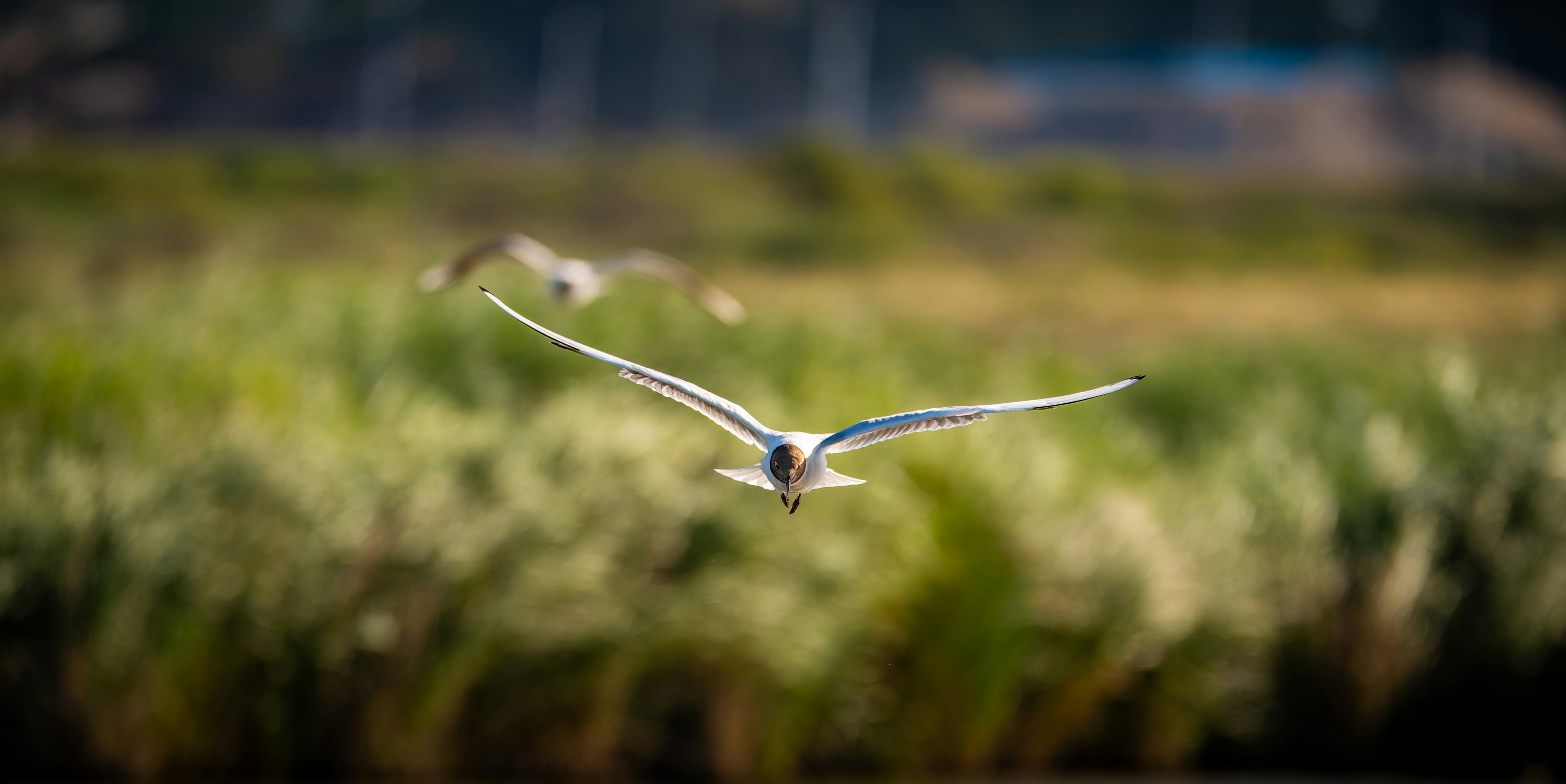Wingspan in Focus: A Seabird Glides Over Reeds at Dusk