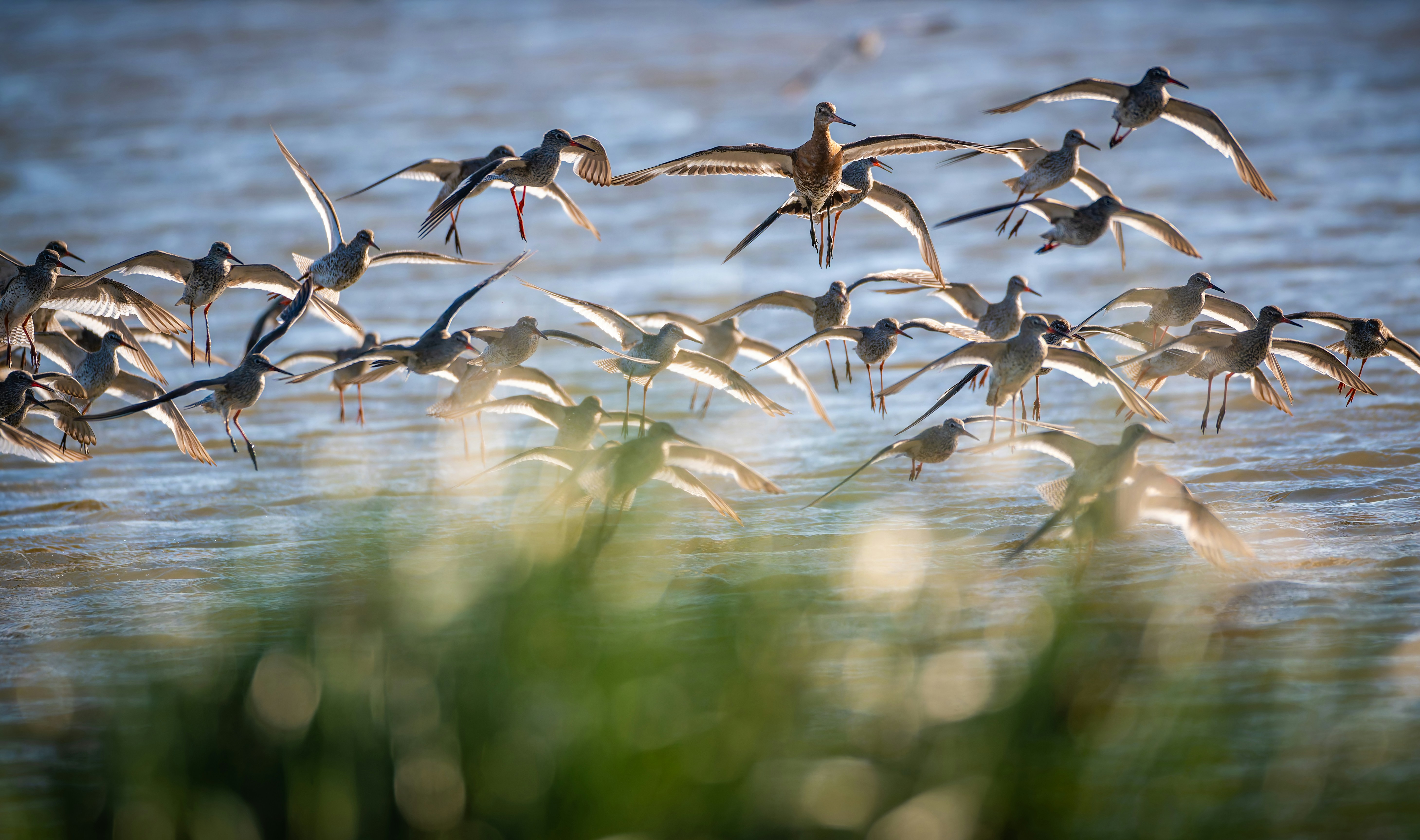 Flurry of Shorebirds Over a Misty Wetland