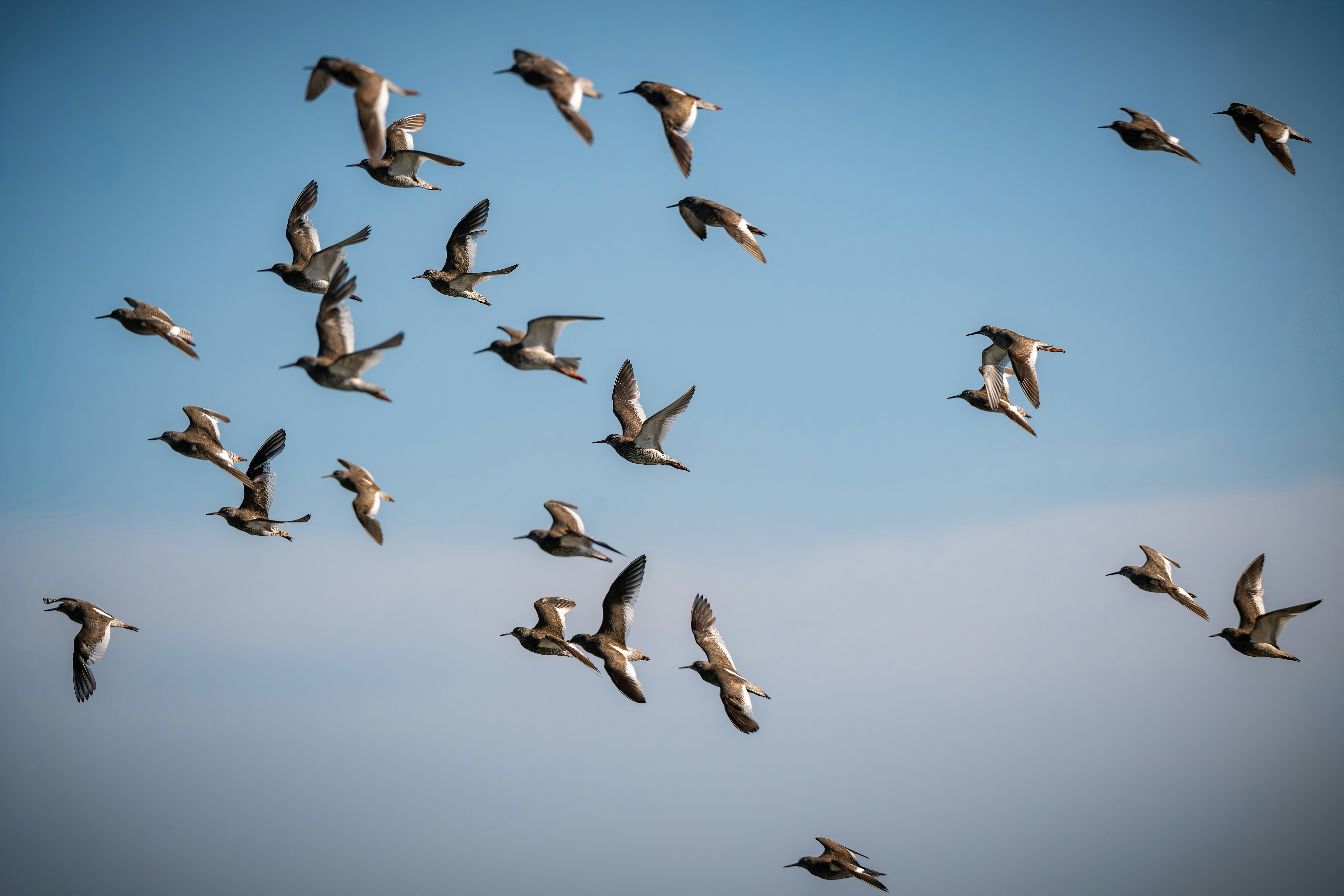 A V-quiet Morning: Flock in Flight Across a Clear Sky