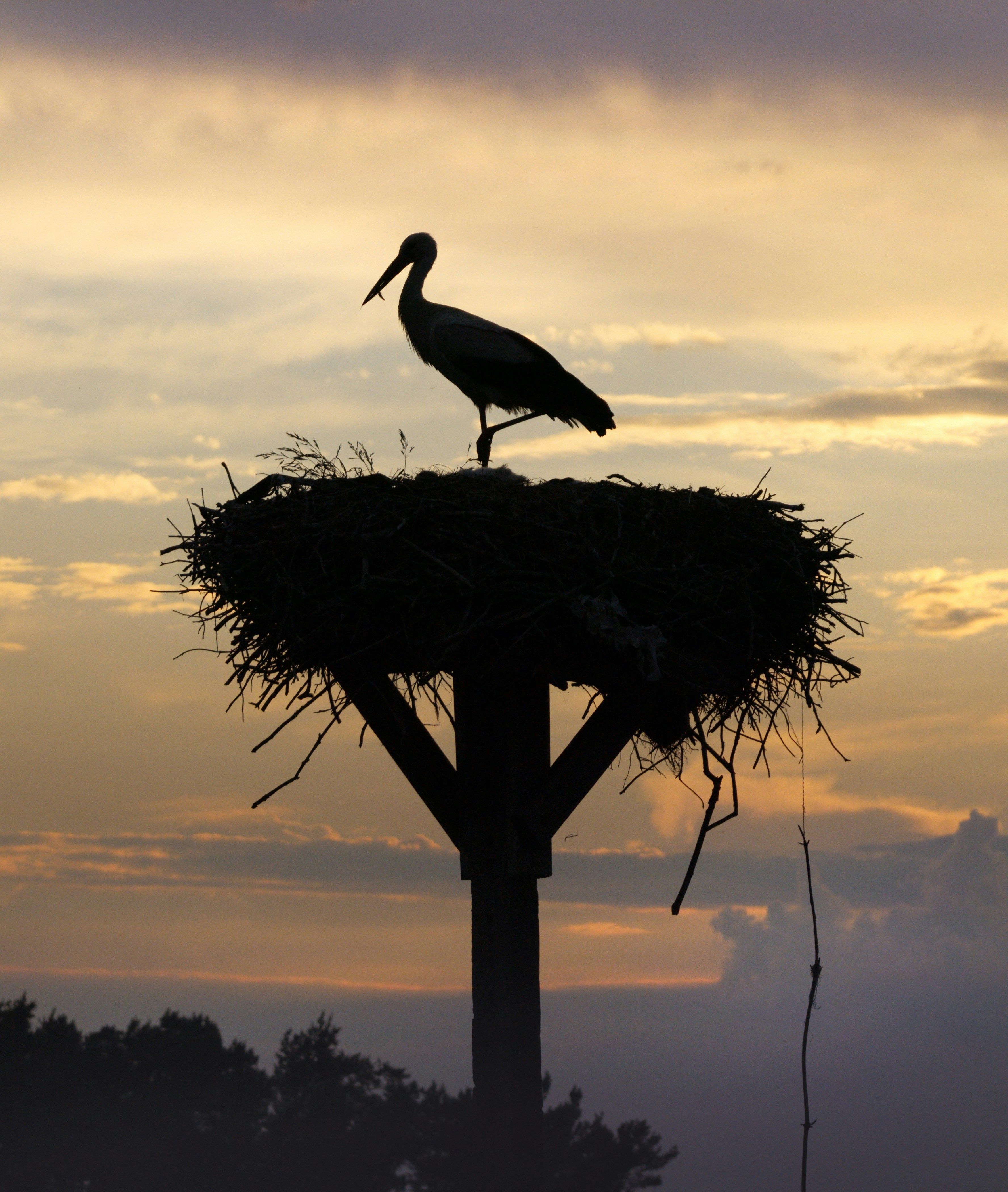 Silhouette Sentinel: A Stately Heron Over a Moonlit Nest