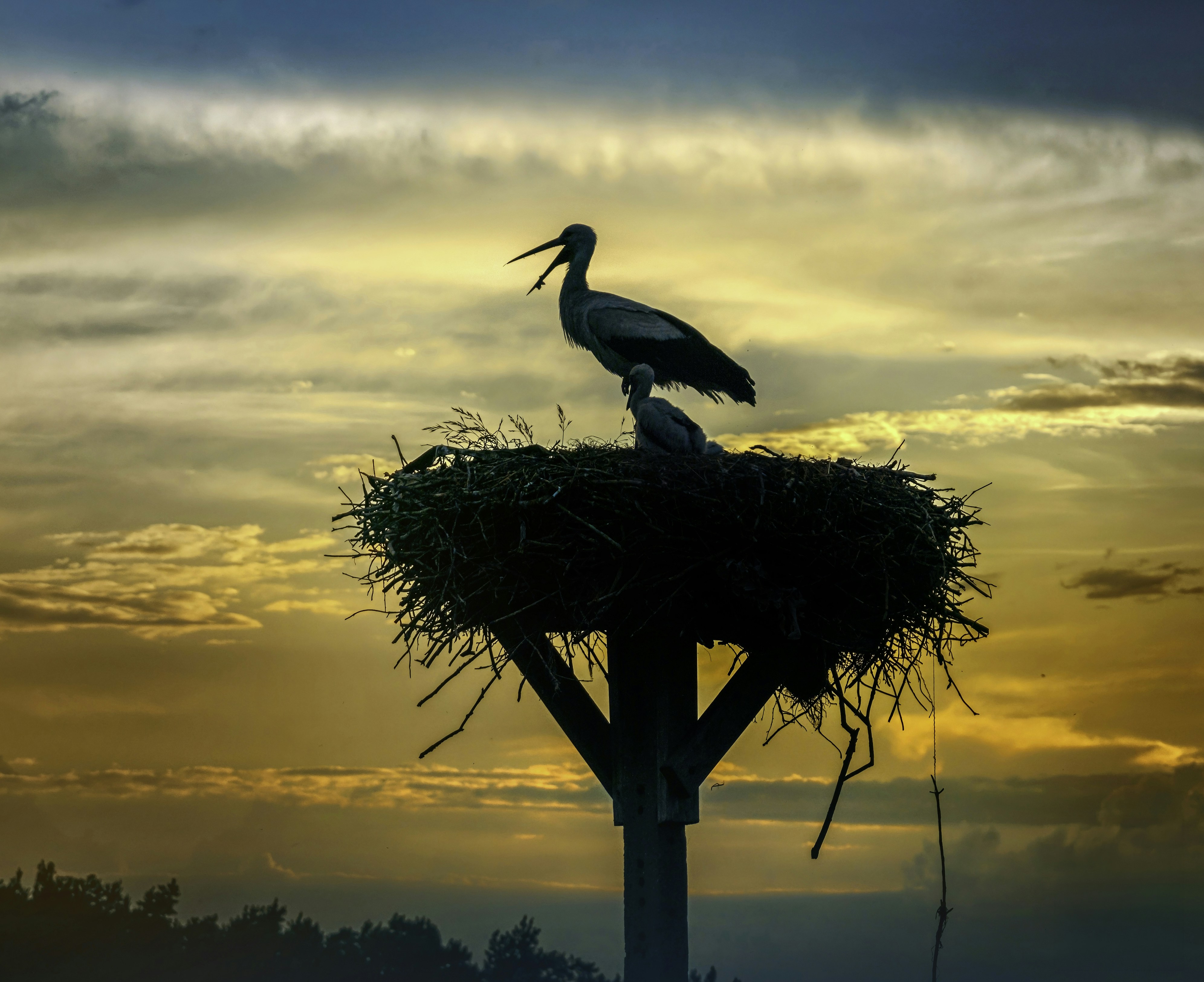 Nest on the Crossbeam: A Heron Stares into the Sunset