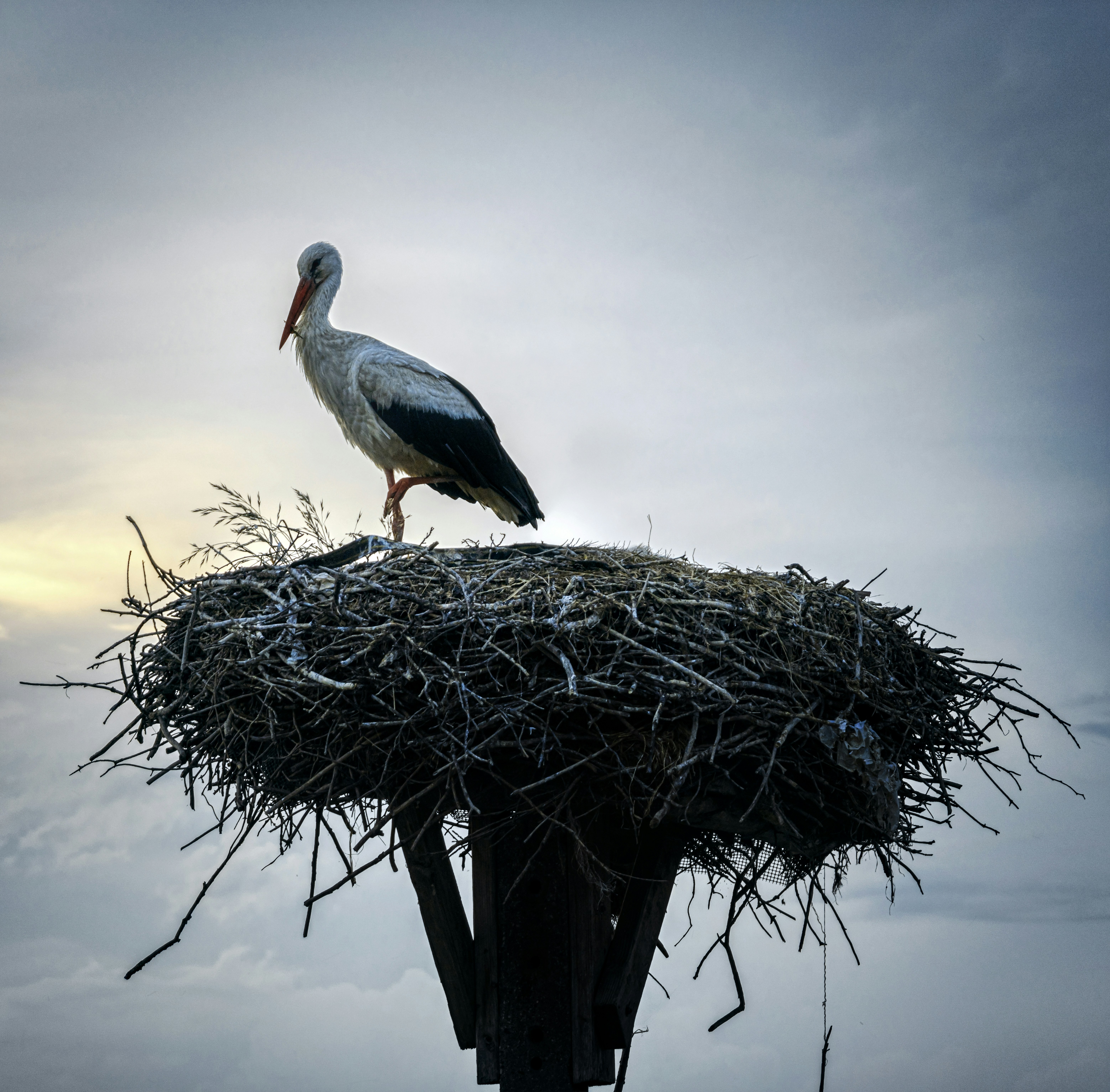 Stilt-Top Sentinel: A Stork Perched Over Its Sprawling Nest