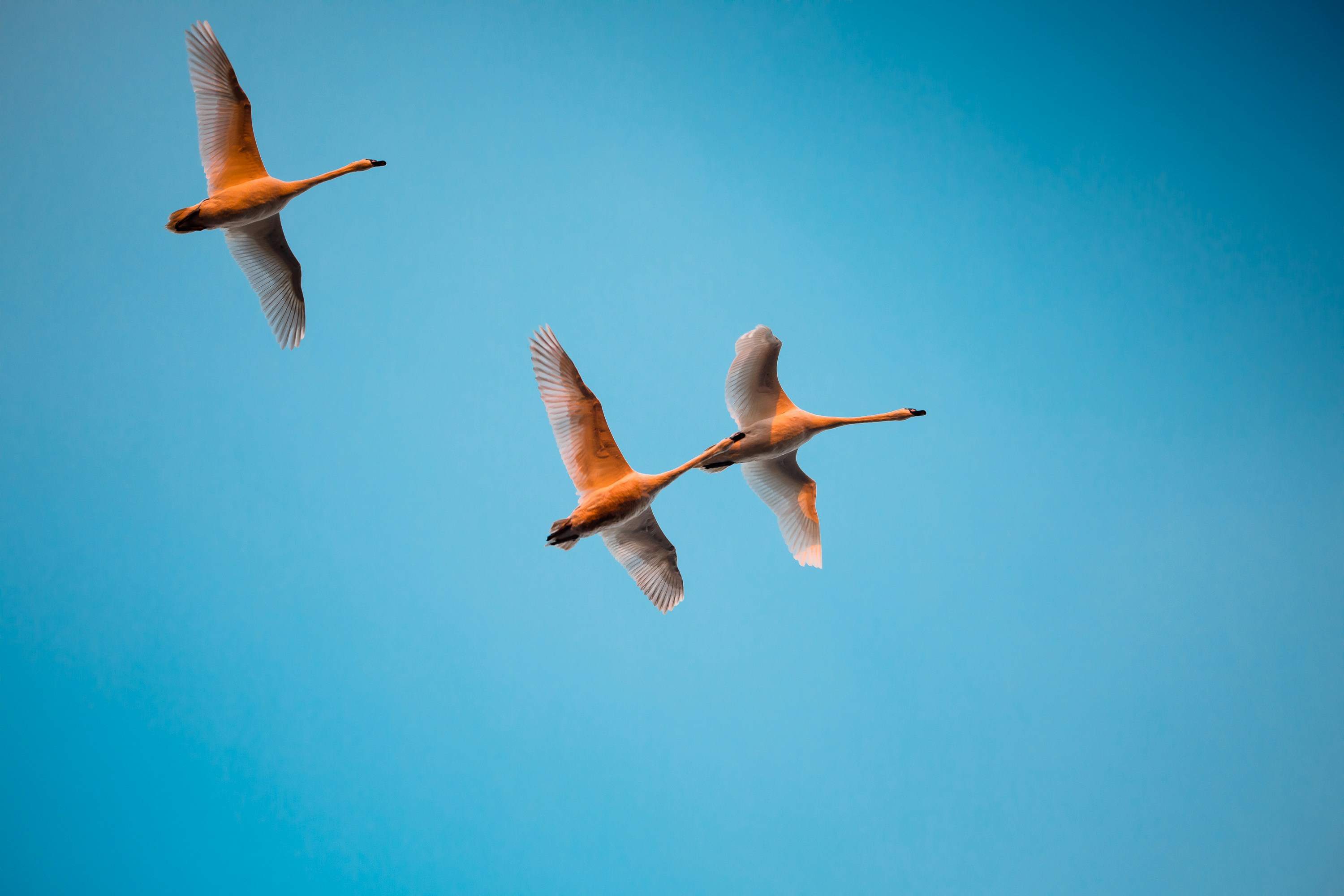 Three birds in a V-formation glide across a bright blue sky, their warm plumage contrasting with the backdrop.