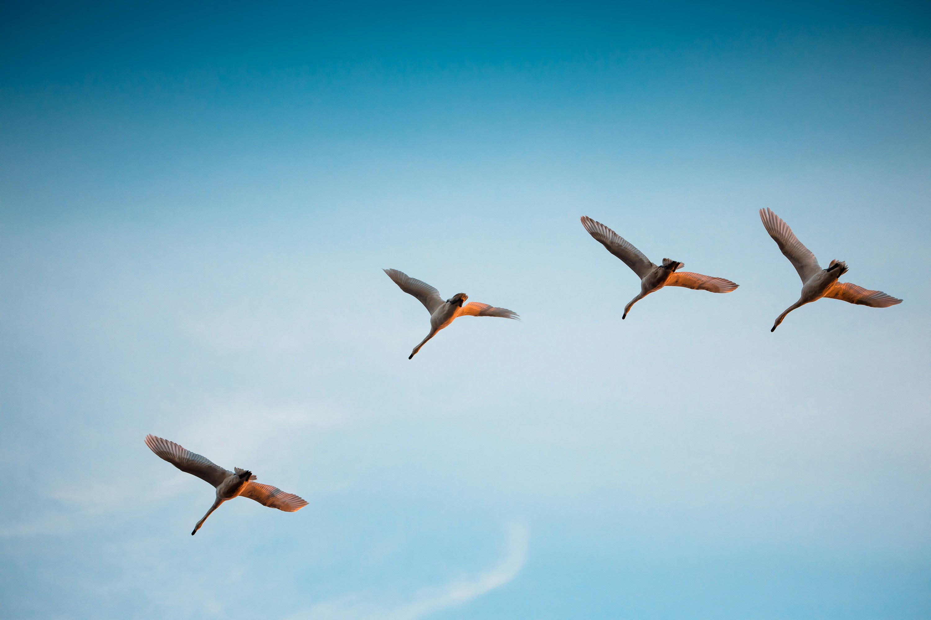 Three Kingbirds in a Clear Sky: A Moment of Flight