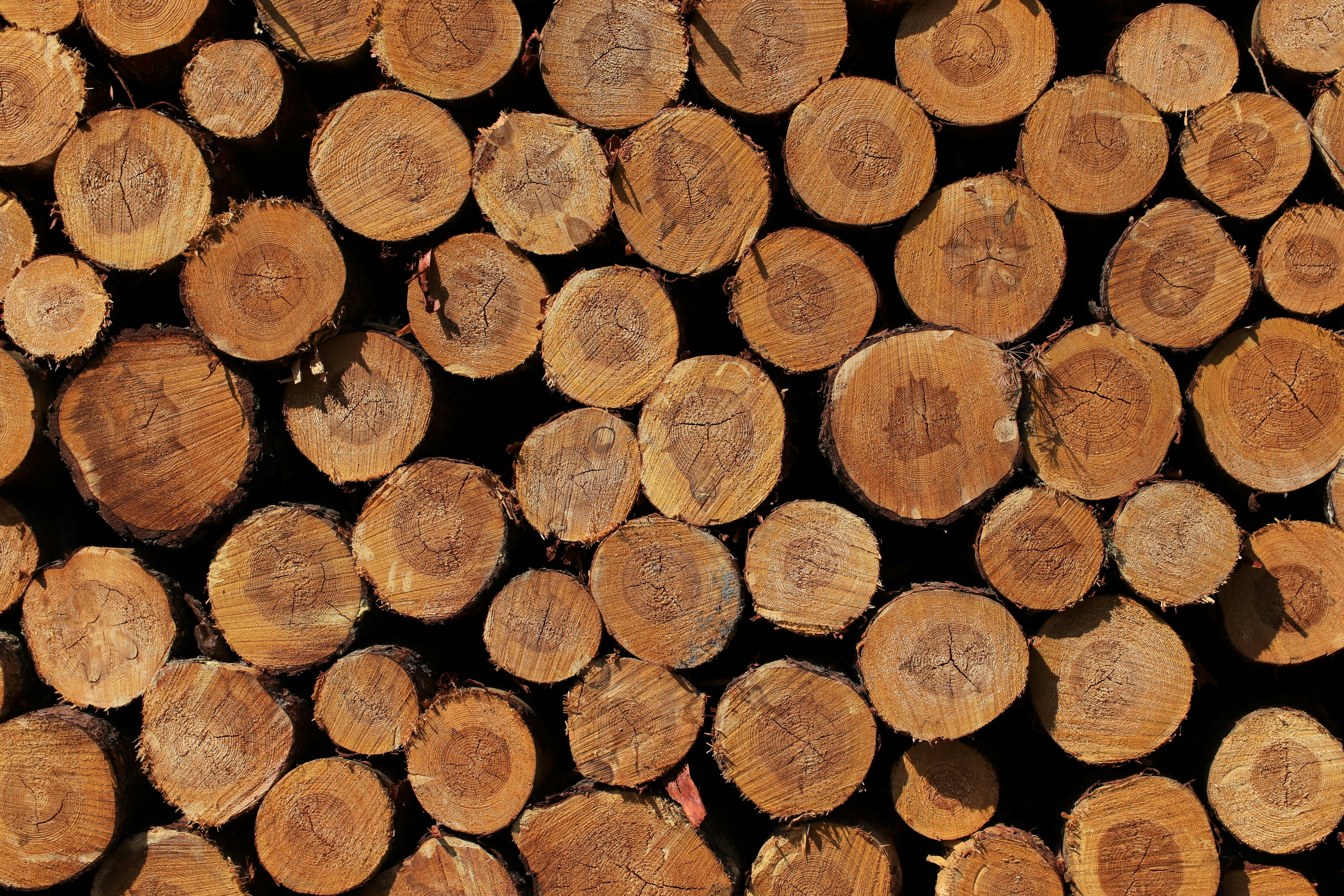 A dense arrangement of freshly cut log ends stockpiled together, revealing circular growth rings and warm wood tones. This is a straightforward macro/texture shot of wooden cylinders.