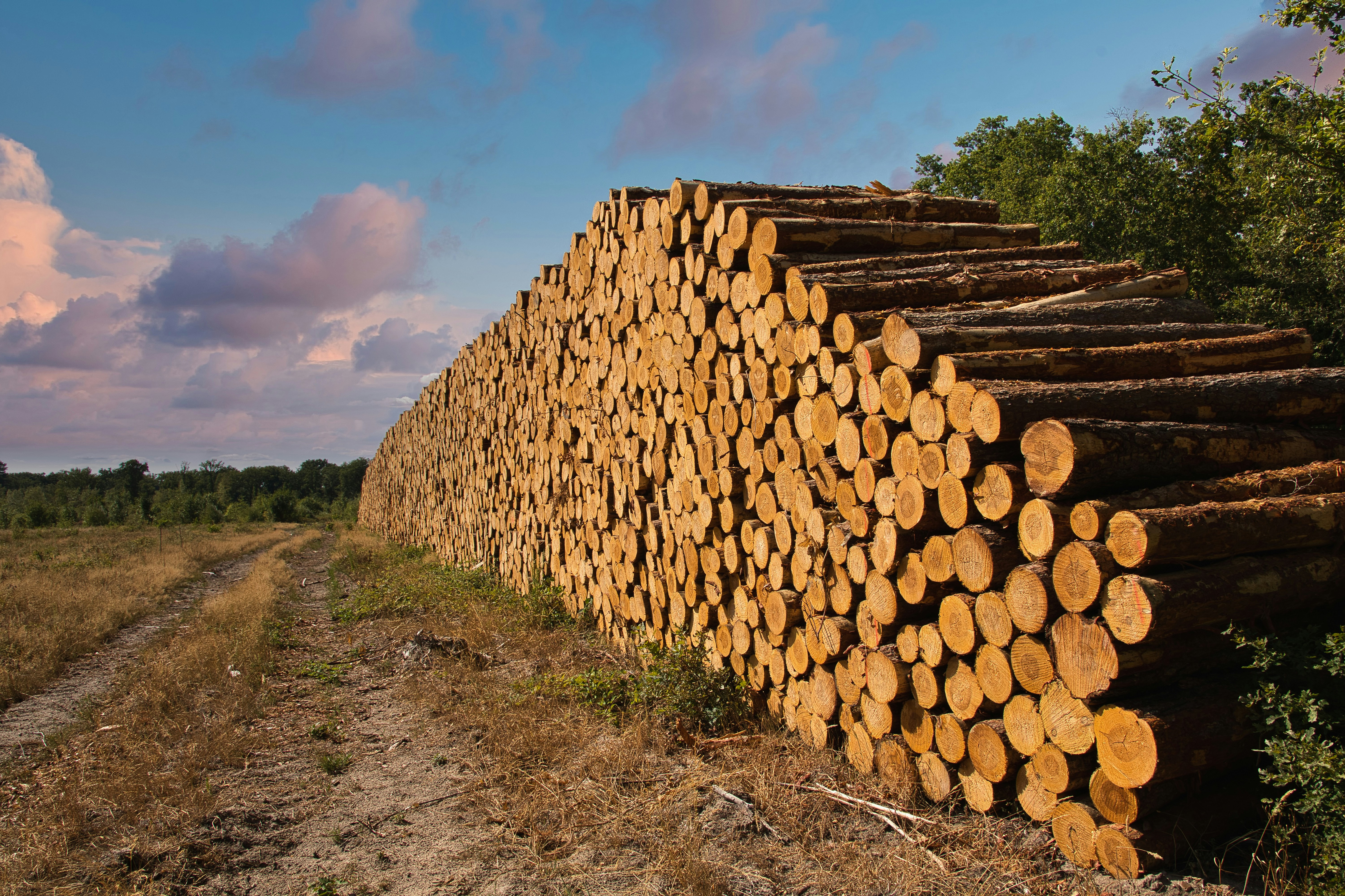 Long Log Stack Reaches Toward a Wide Horizon