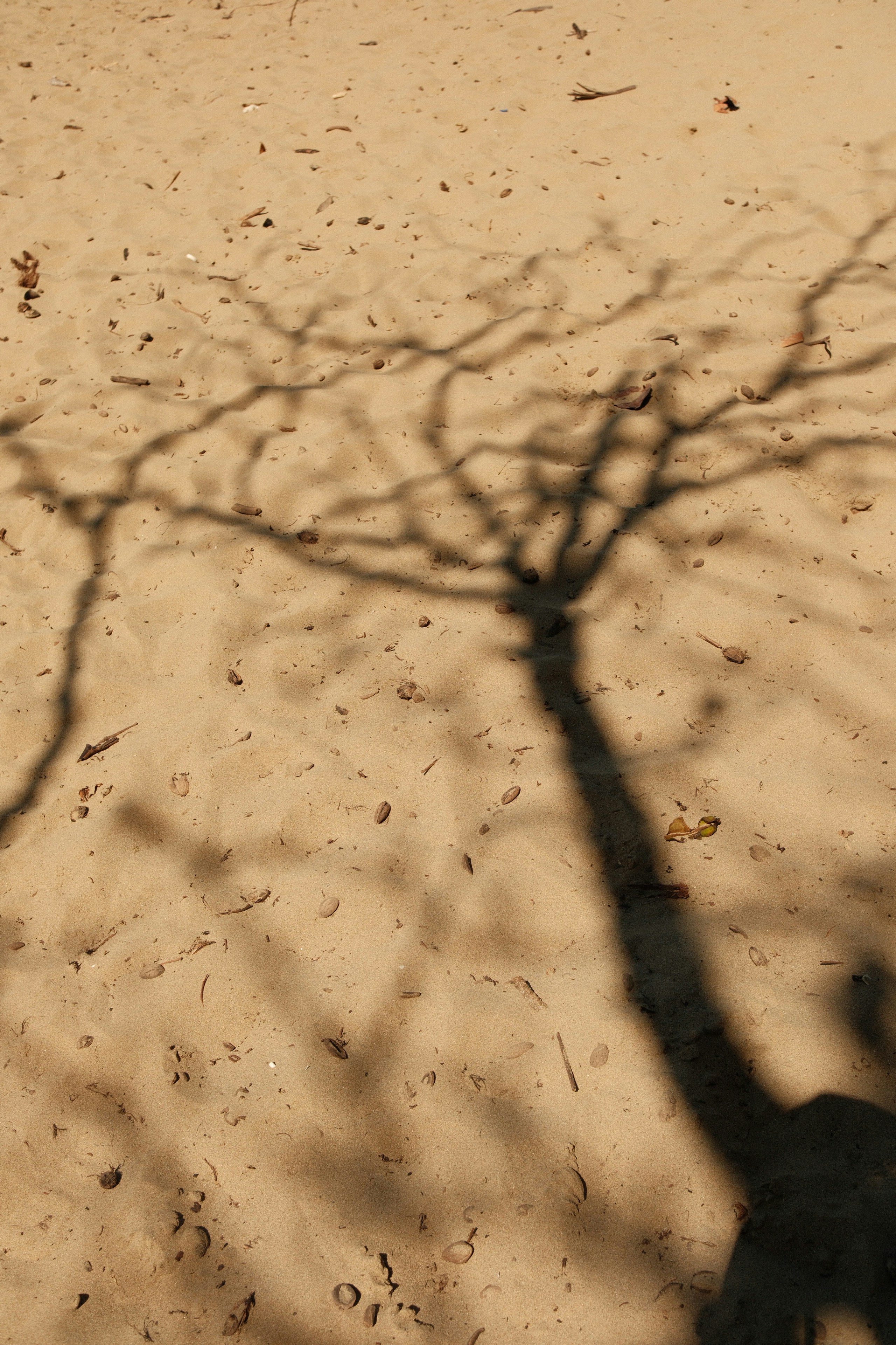 Shadow Orchard: The Tree's Branching Silhouette Cast Across Sand
