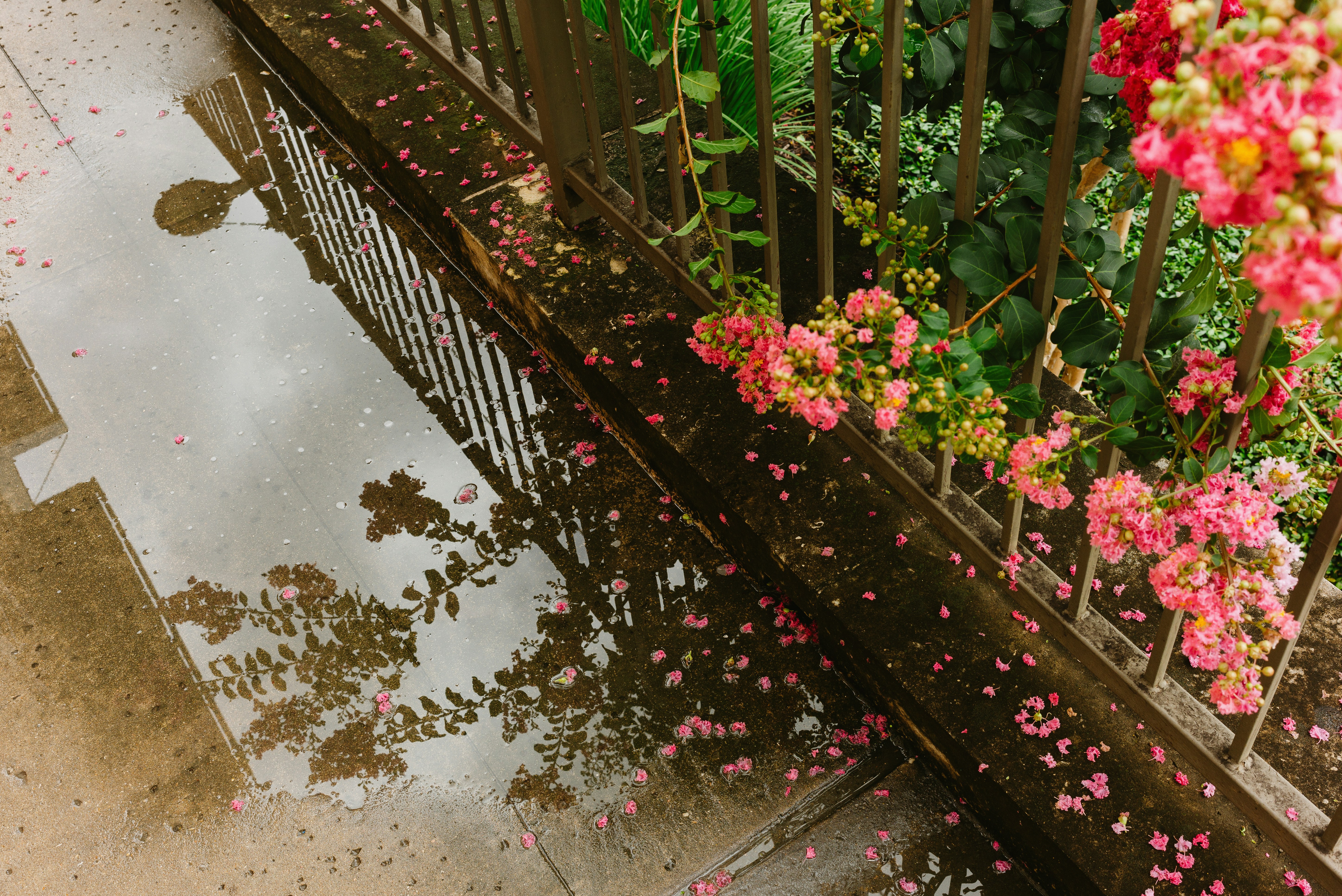 Pink Petals Over Wet Concrete: A Quiet Reflection by the Garden Fence