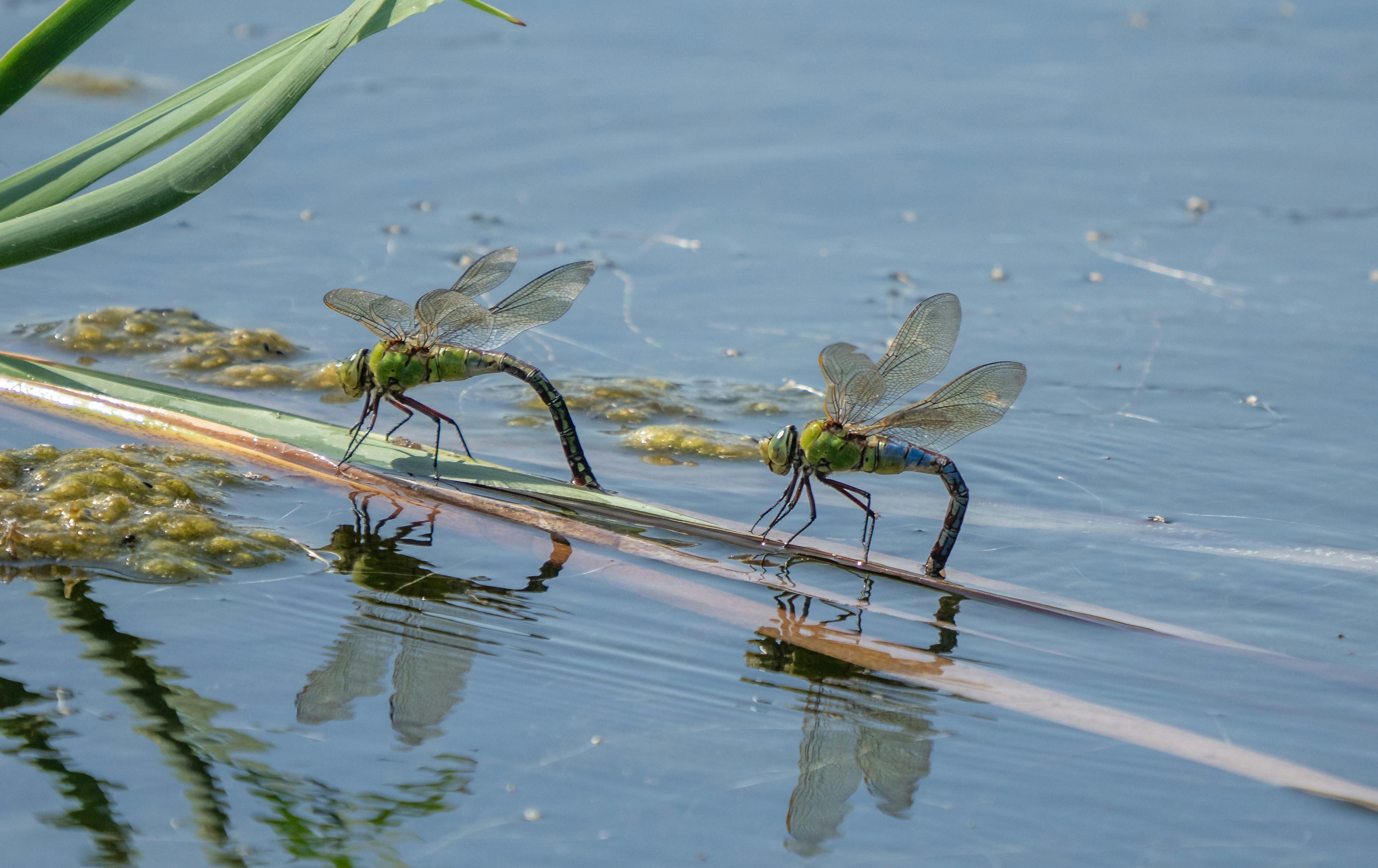 Two neontinged dragonflies perched on a slender reed across a calm blue pond with soft reflections.