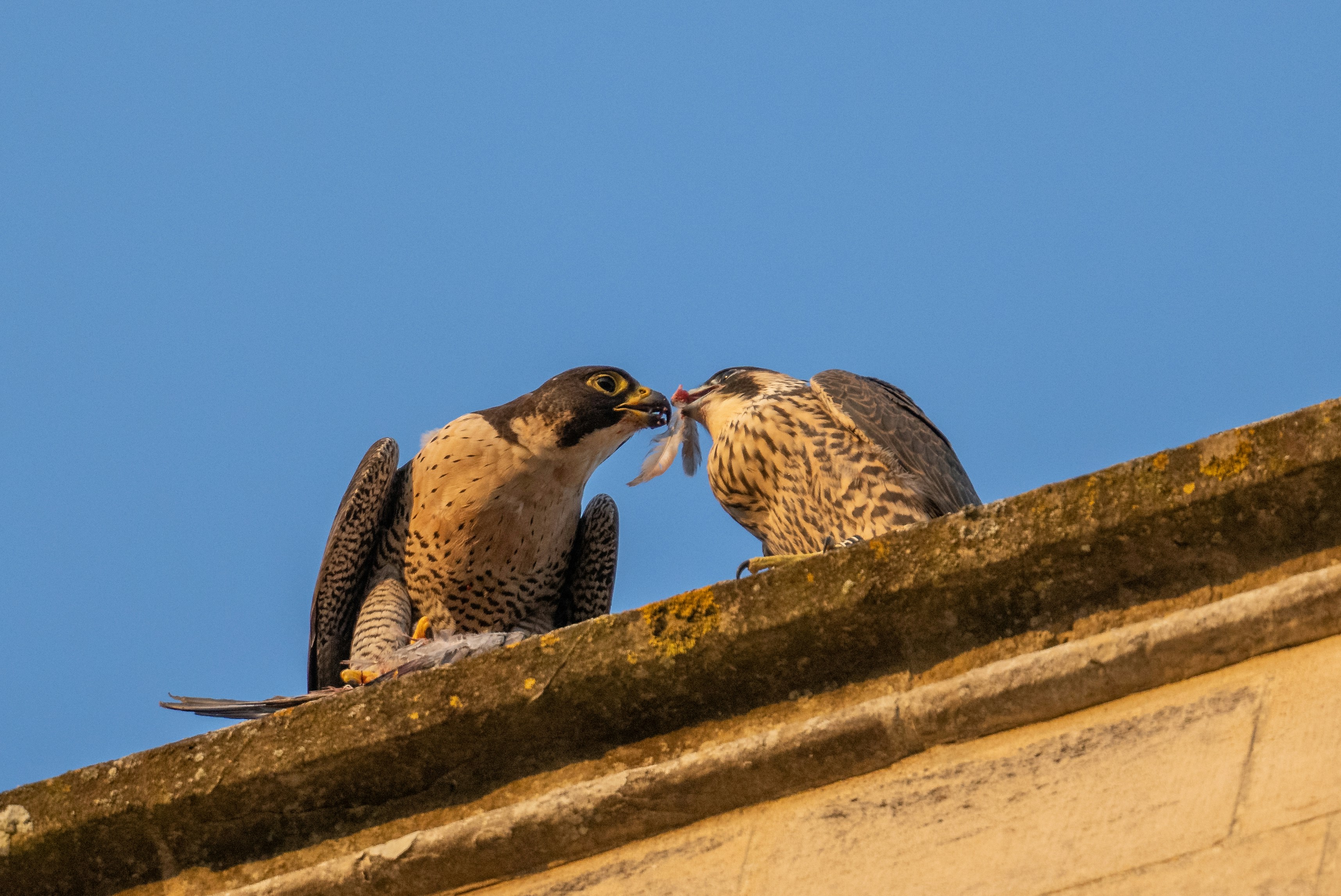 Feeding Moment on a Rooftop Perch