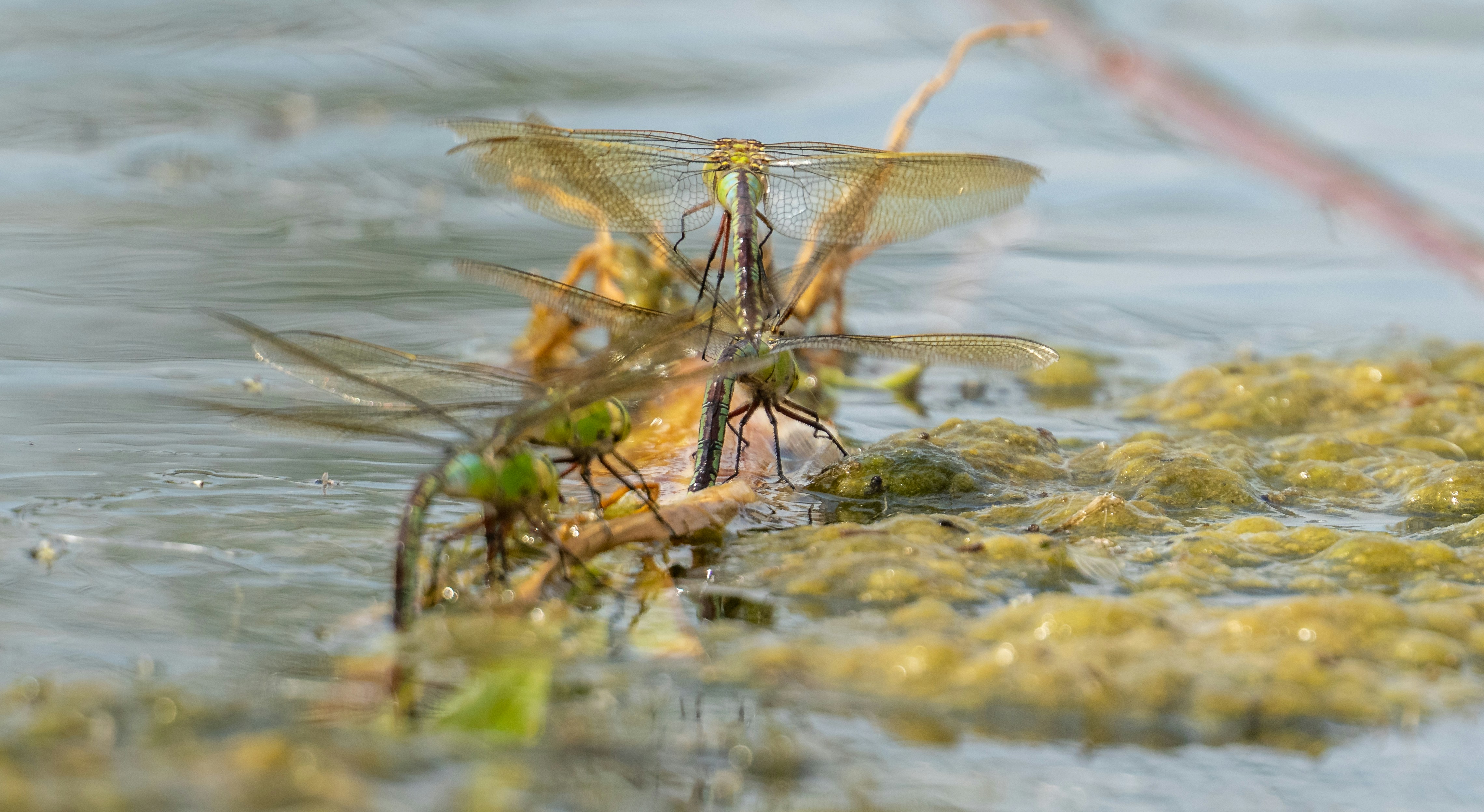 Tandem Dragonflies in Shallow Shorelight