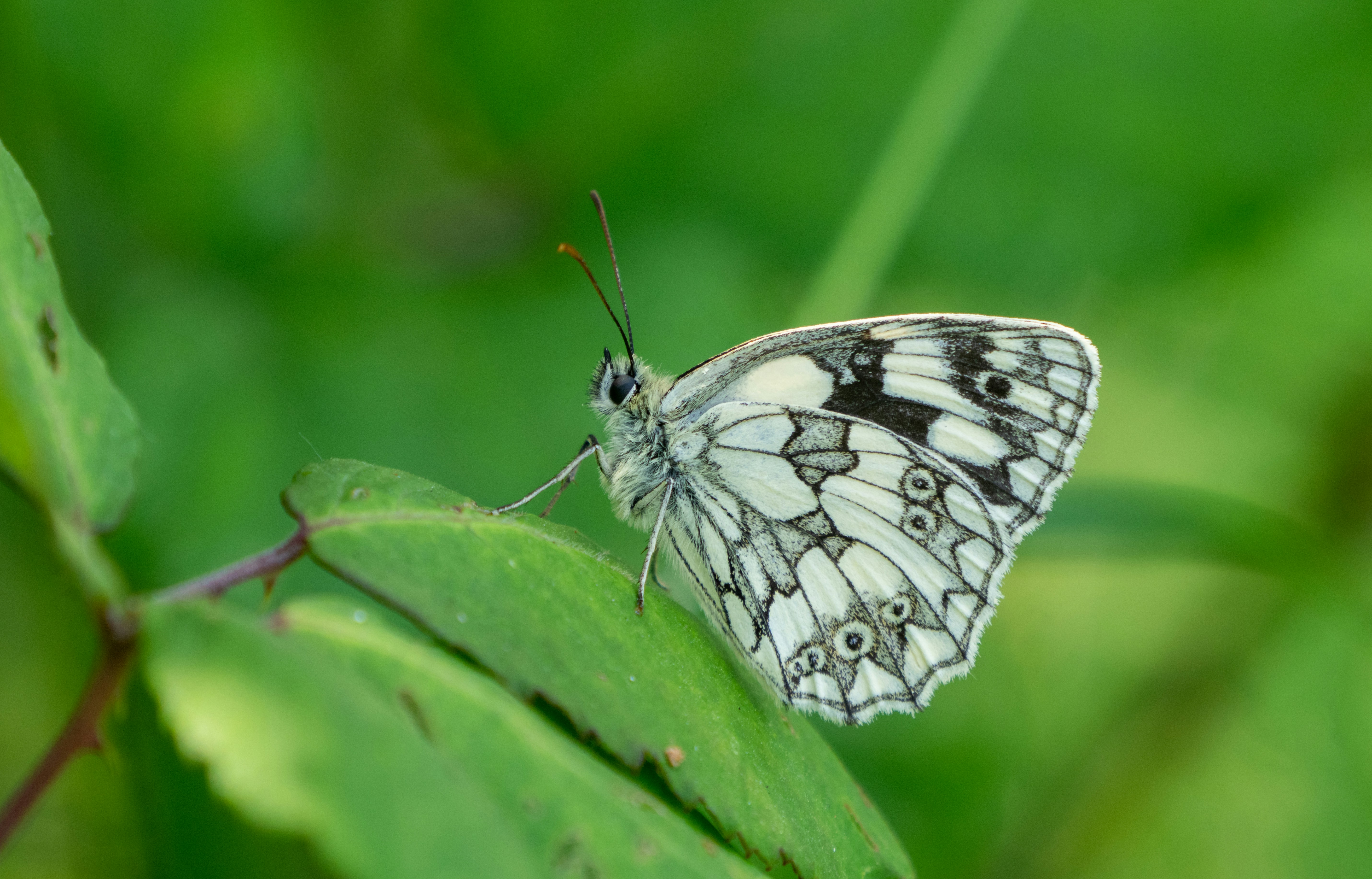 Close-up of a white and black patterned butterfly perched on a green leaf, with a soft green background and shallow depth of field highlighting the insect's wing details.