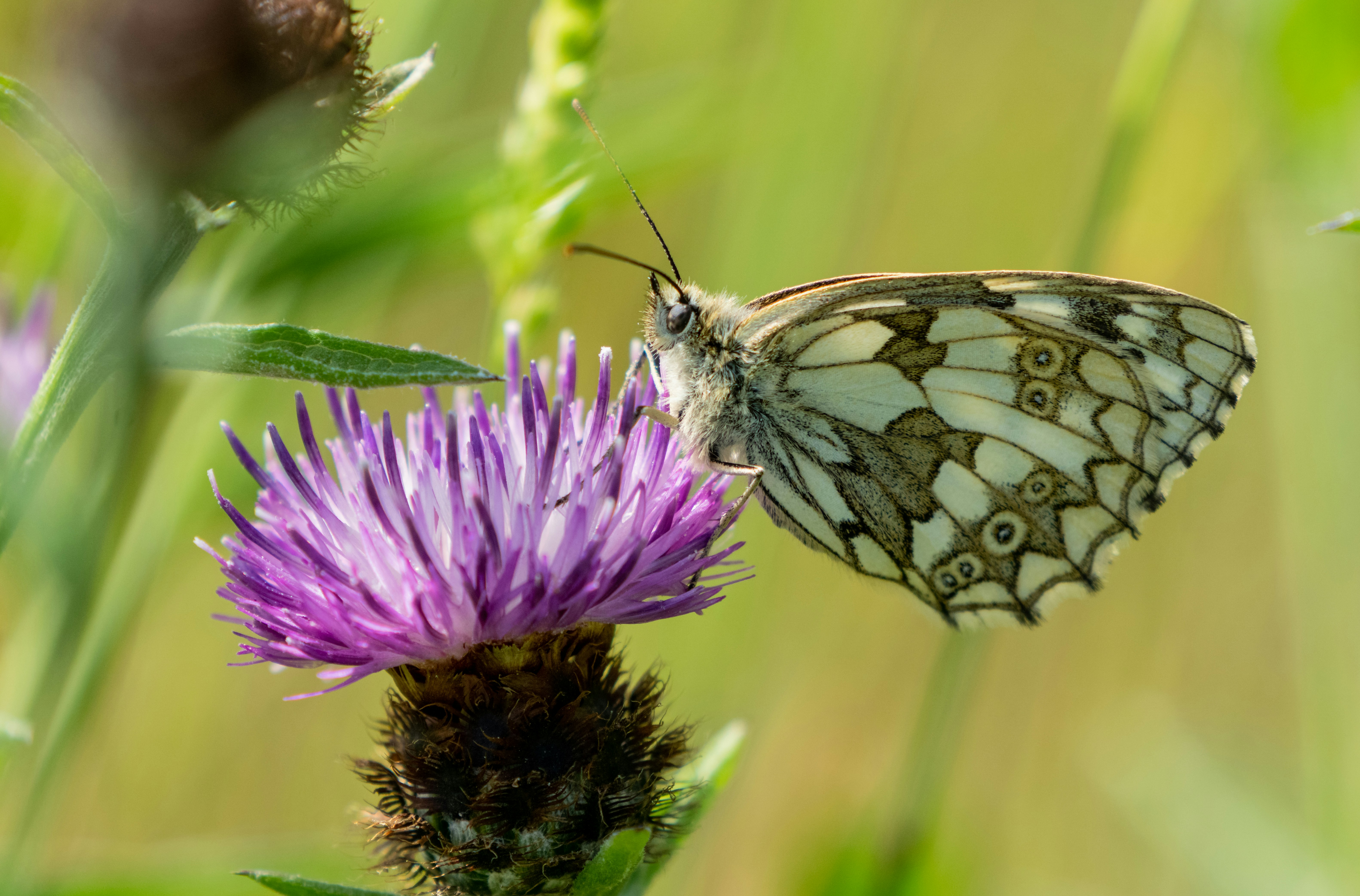 A delicate butterfly rests on a vibrant purple thistle, its wing patterns sharply visible against a blurred green meadow background.