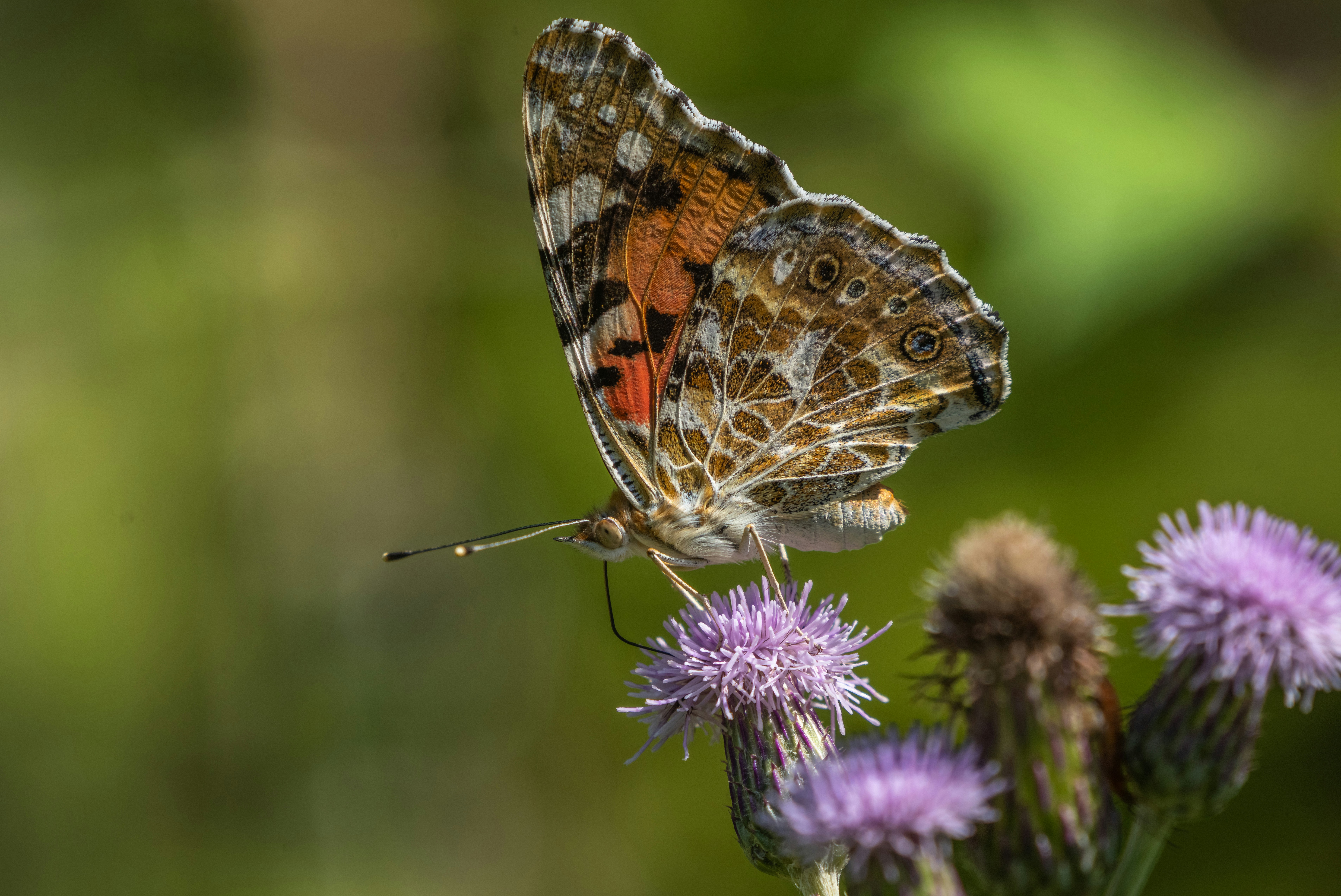 Close-up of a Painted Lady butterfly perched on a purple thistle, with a blurred green background highlighting delicate wing patterns.