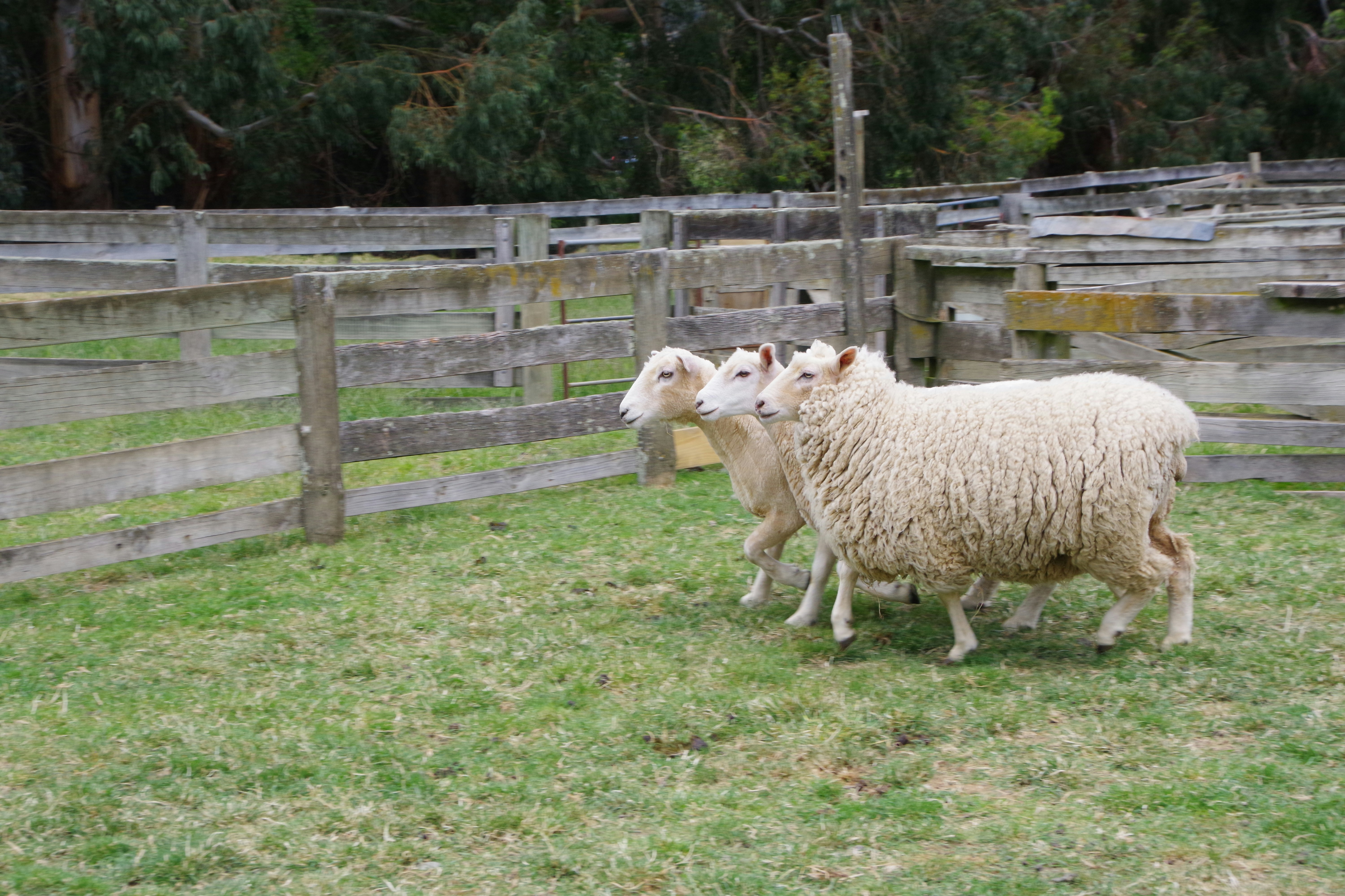 Two Woolly Herding Companions Near Weathered Fencing